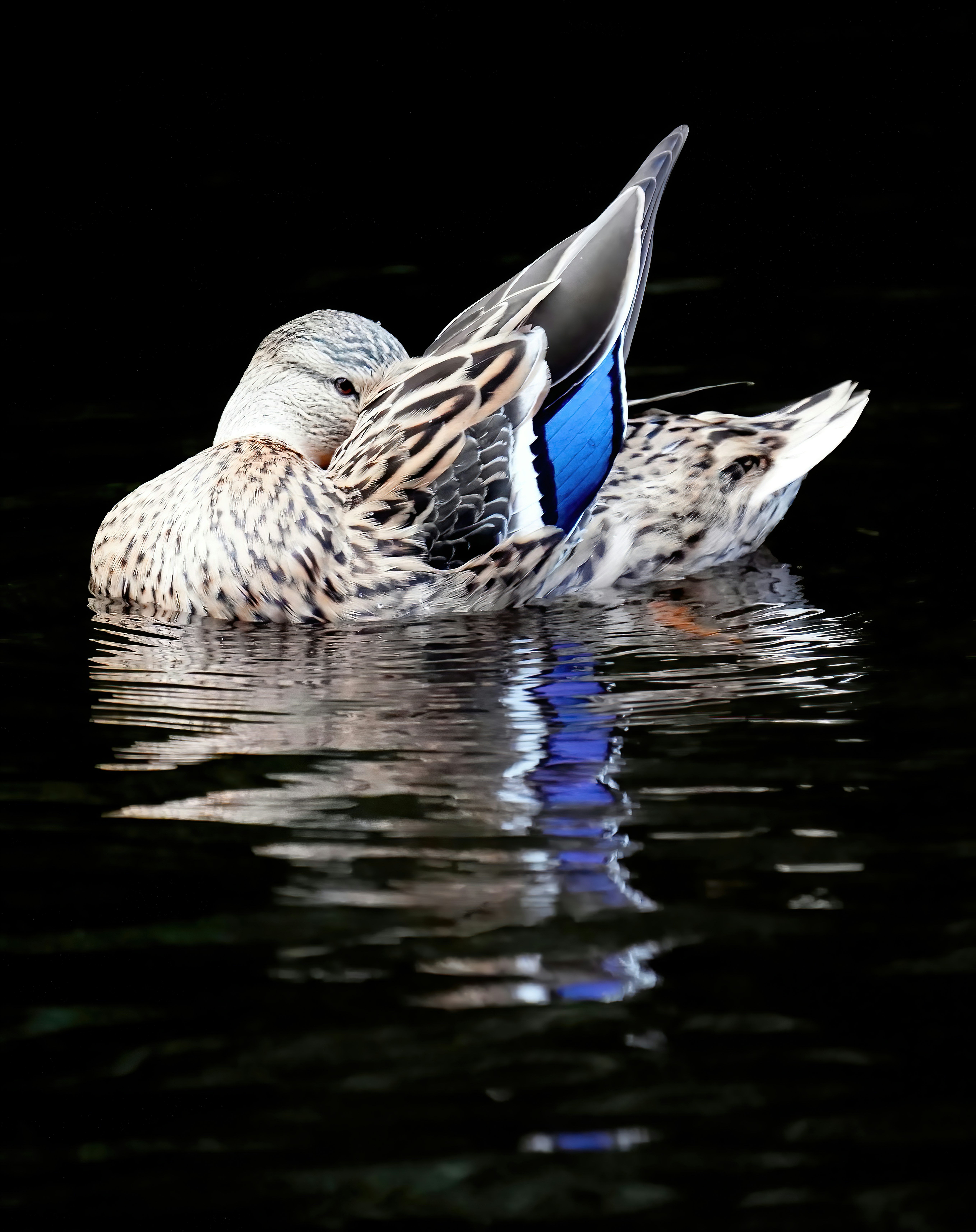 Moonlit Mallard: Blue-Accented Wings Against Velvet Water