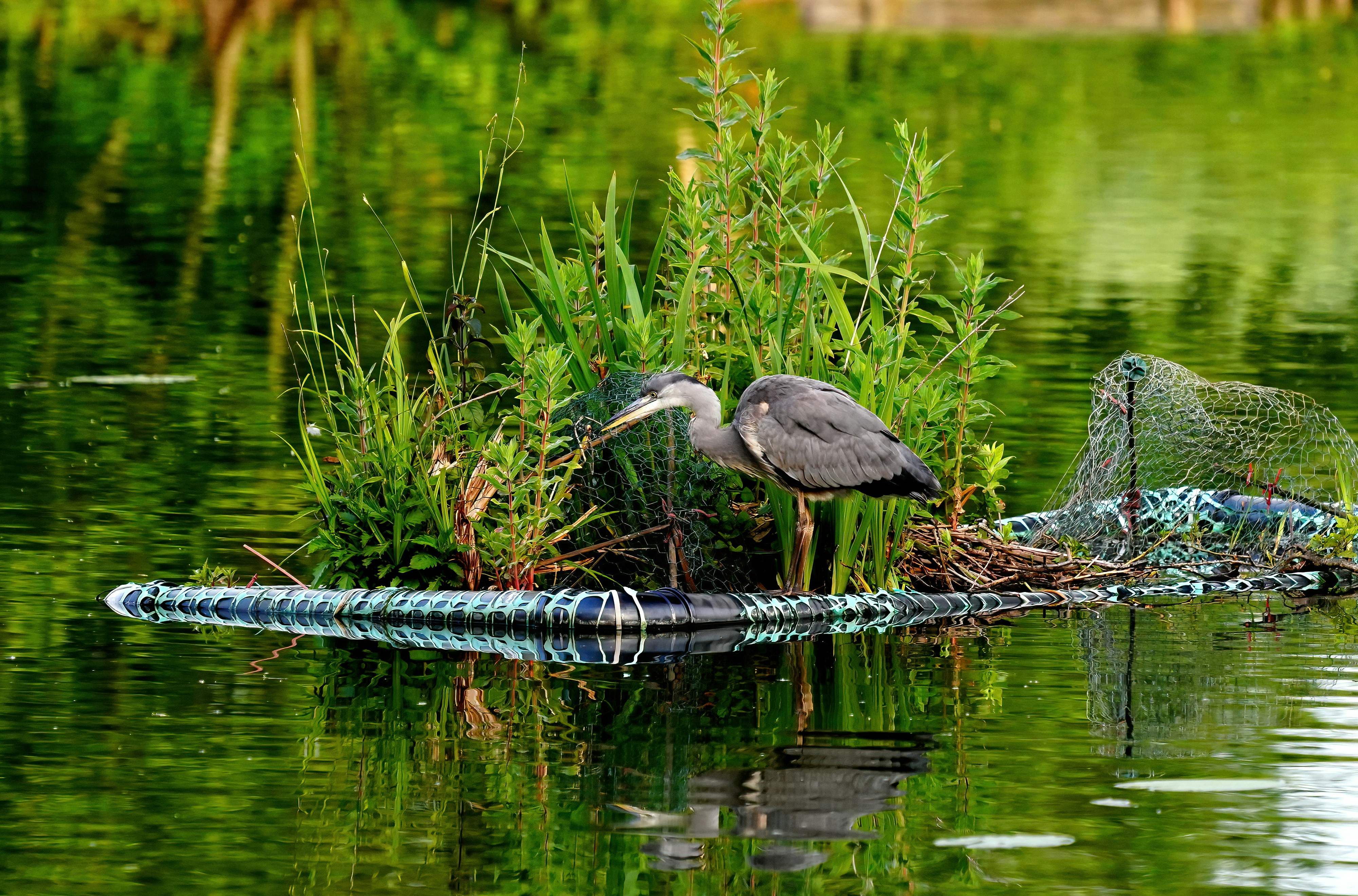 Hidden Oasis: A Heron Guarding the Recycled Nest