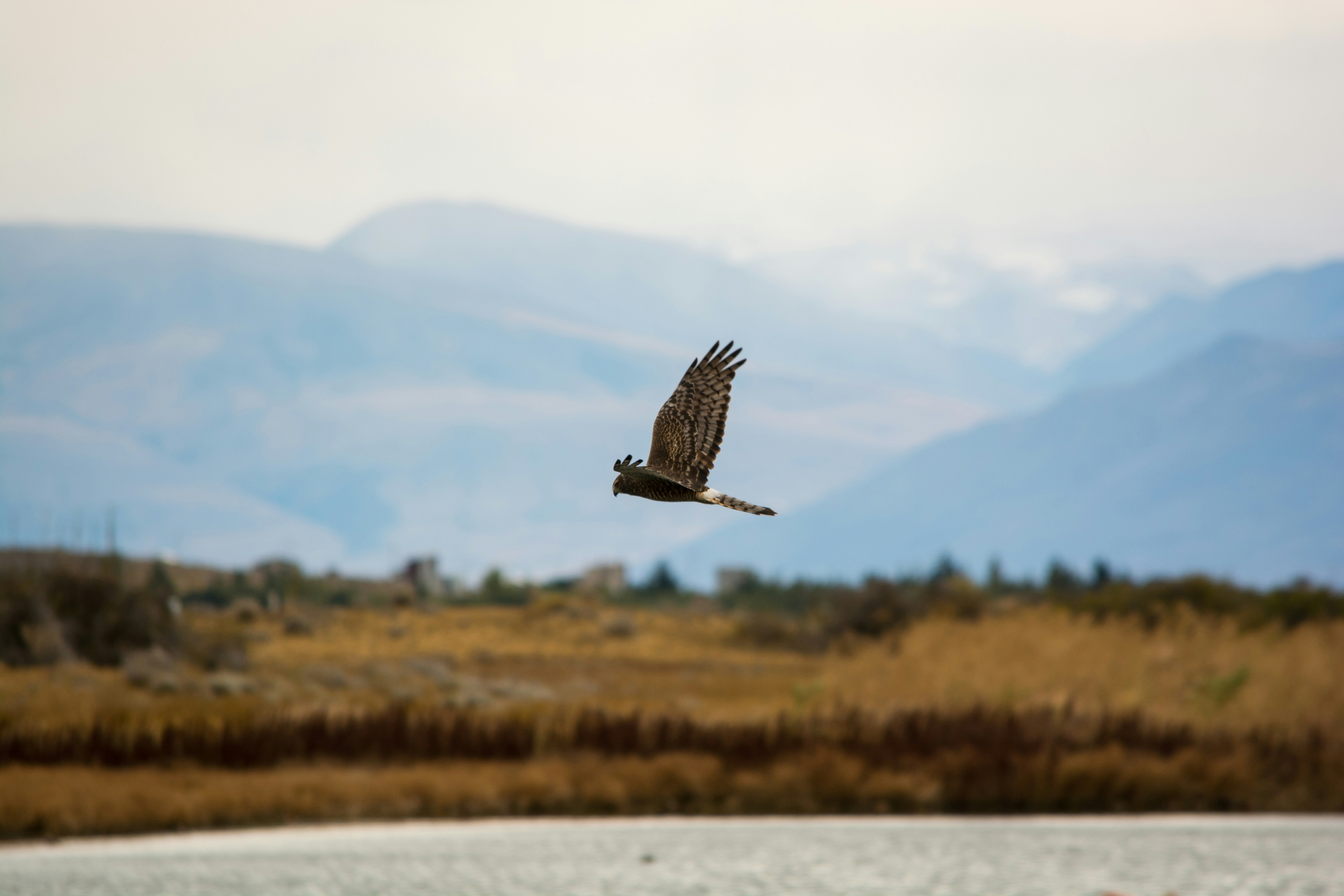 Lone Hawk Over Marshland Beneath Veiled Blue Peaks