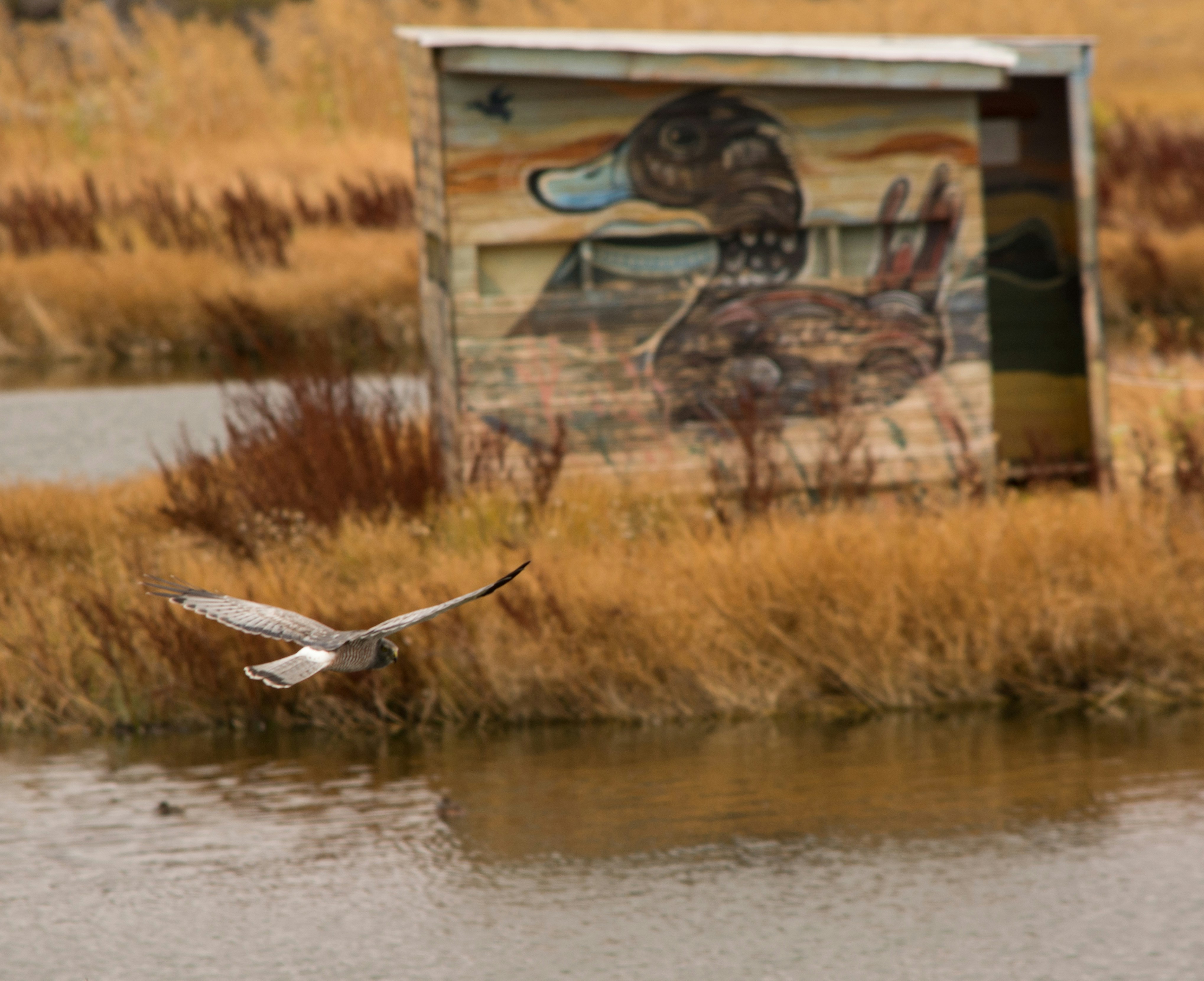 Gull in Glide Over Graffitied Marsh Shack