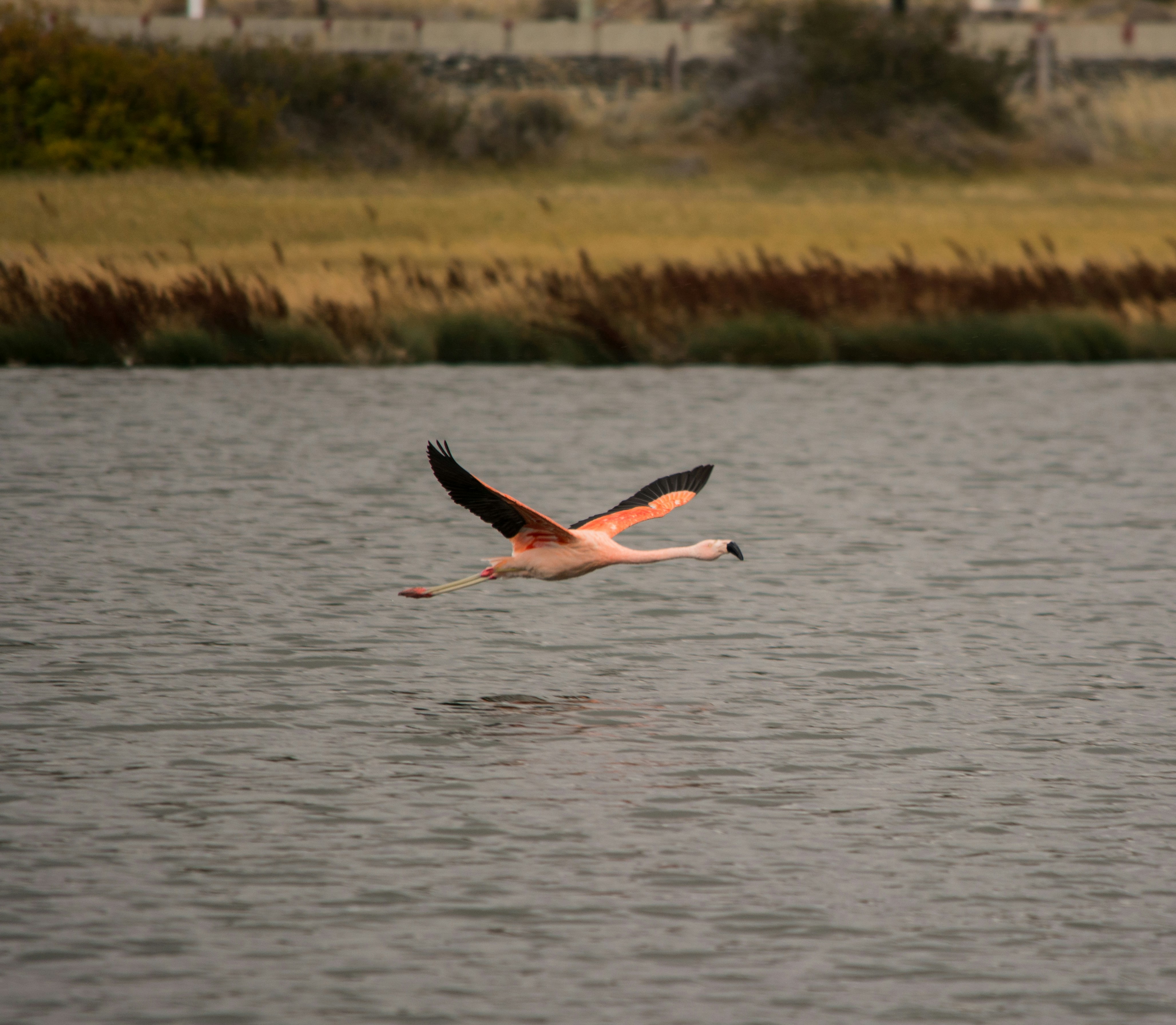 Wingbeat Over Still Waters: Pink Flamingo in Flight