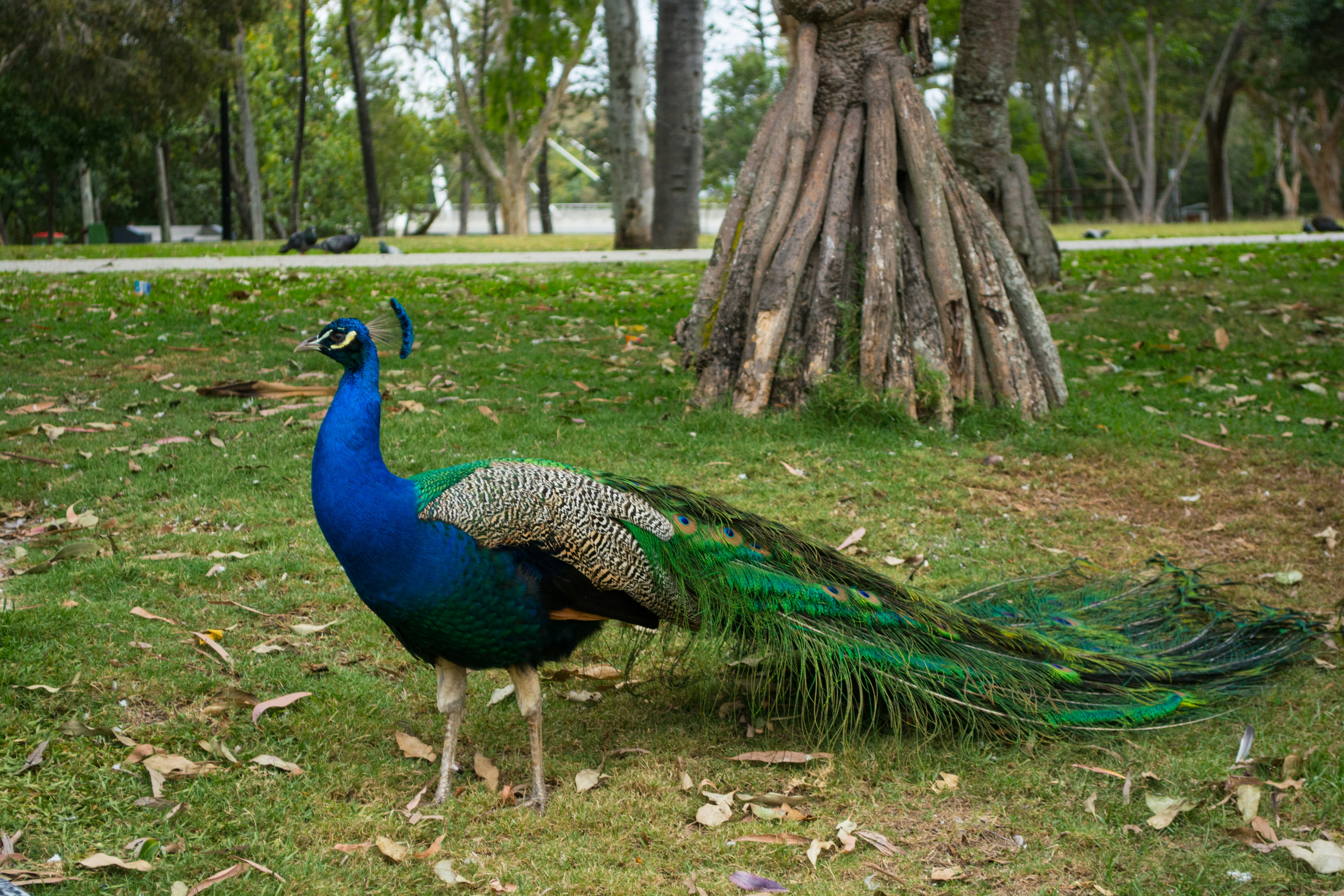 a peacock in a parkFlorencia Lewis