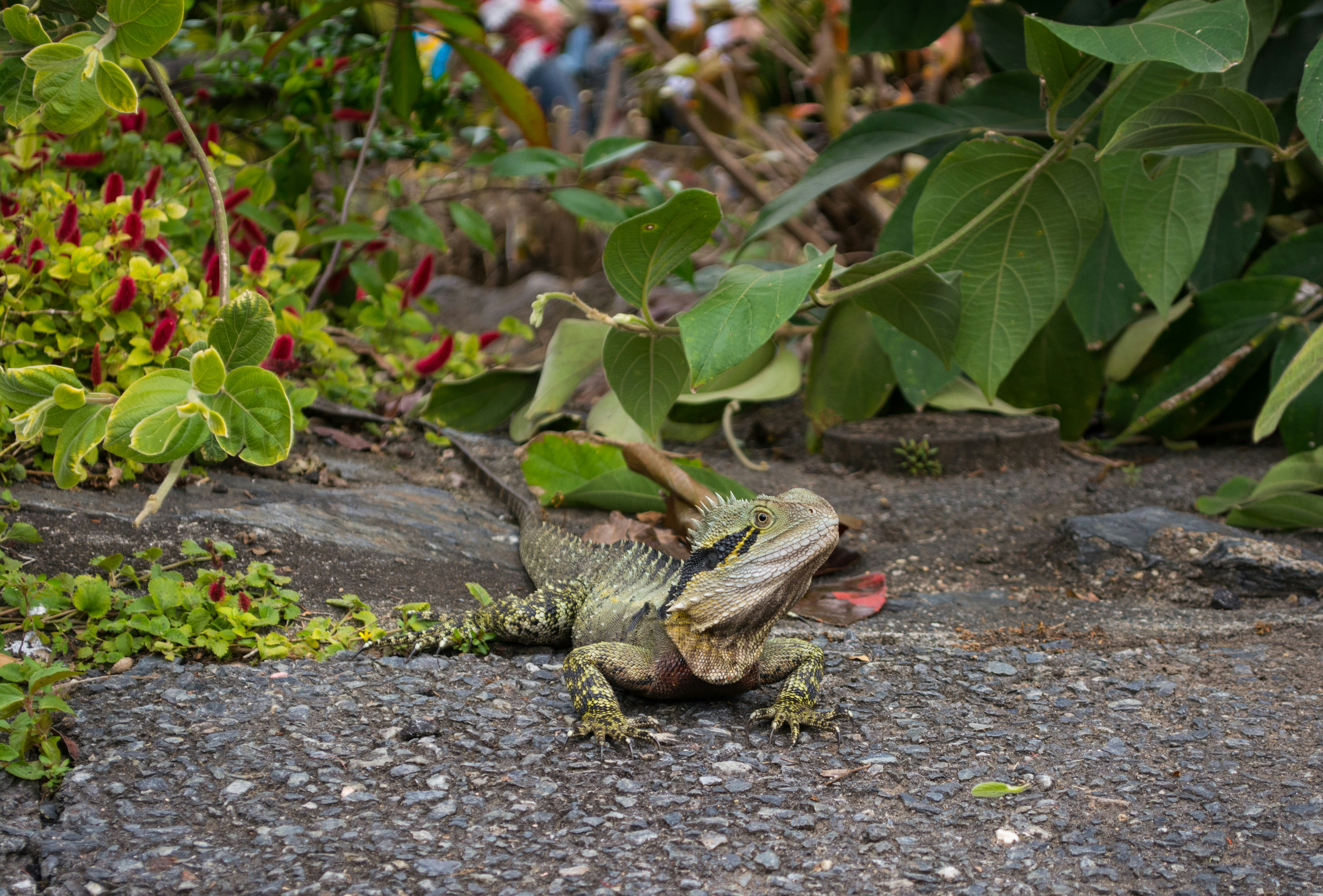 a frog on the groundFlorencia Lewis