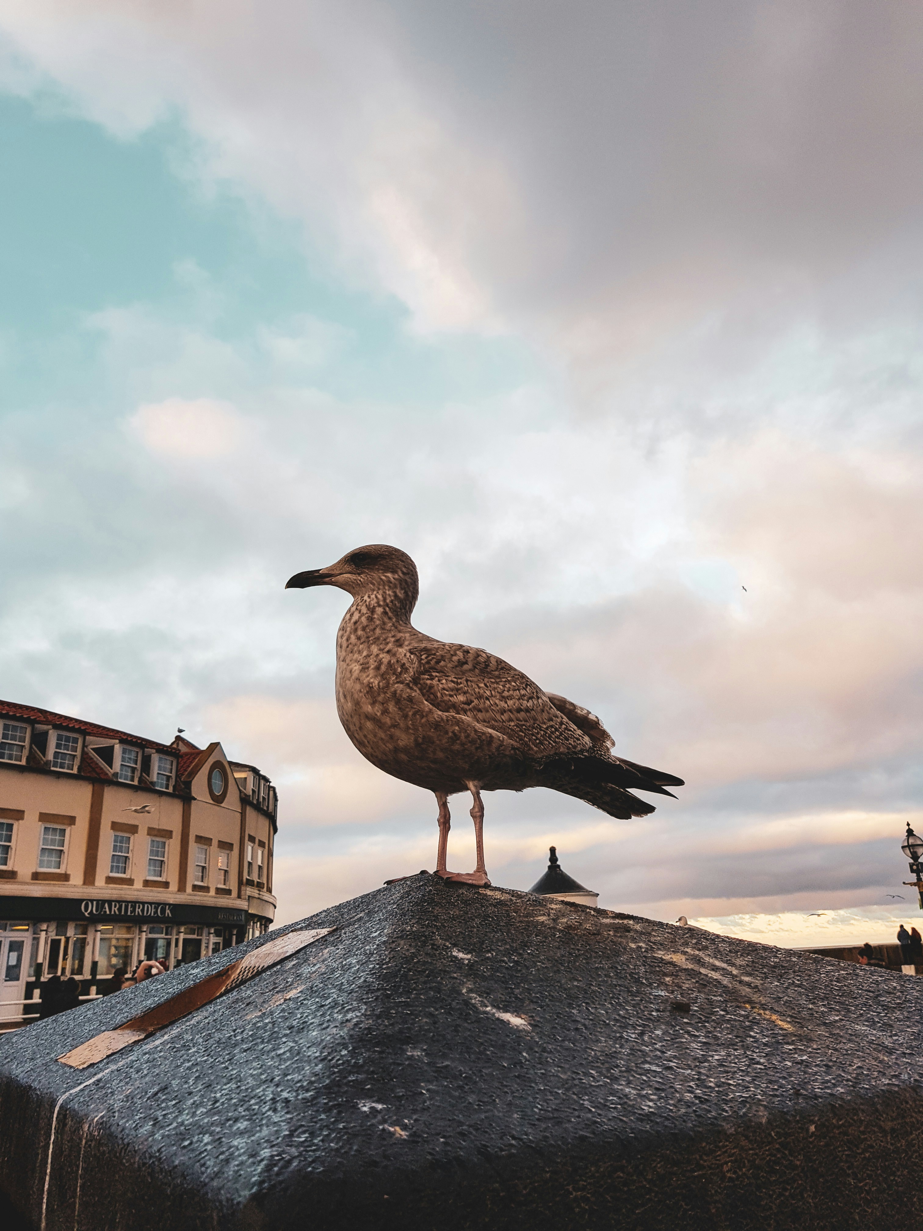 Seagull Sentinel on a City Rooftop at Dusk