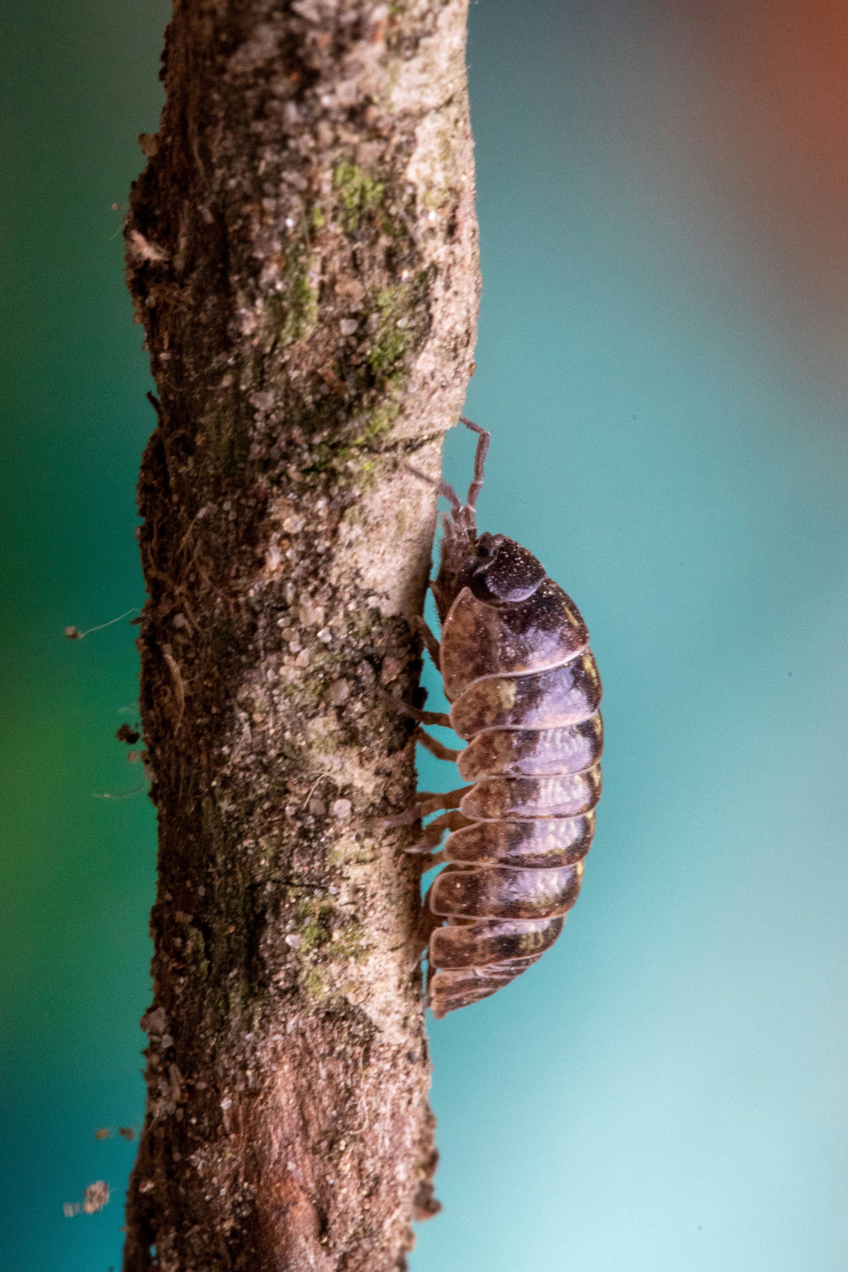 Armor on Bark: A Woodlouse Clinging to a Textured Trunk Against Teal Blur