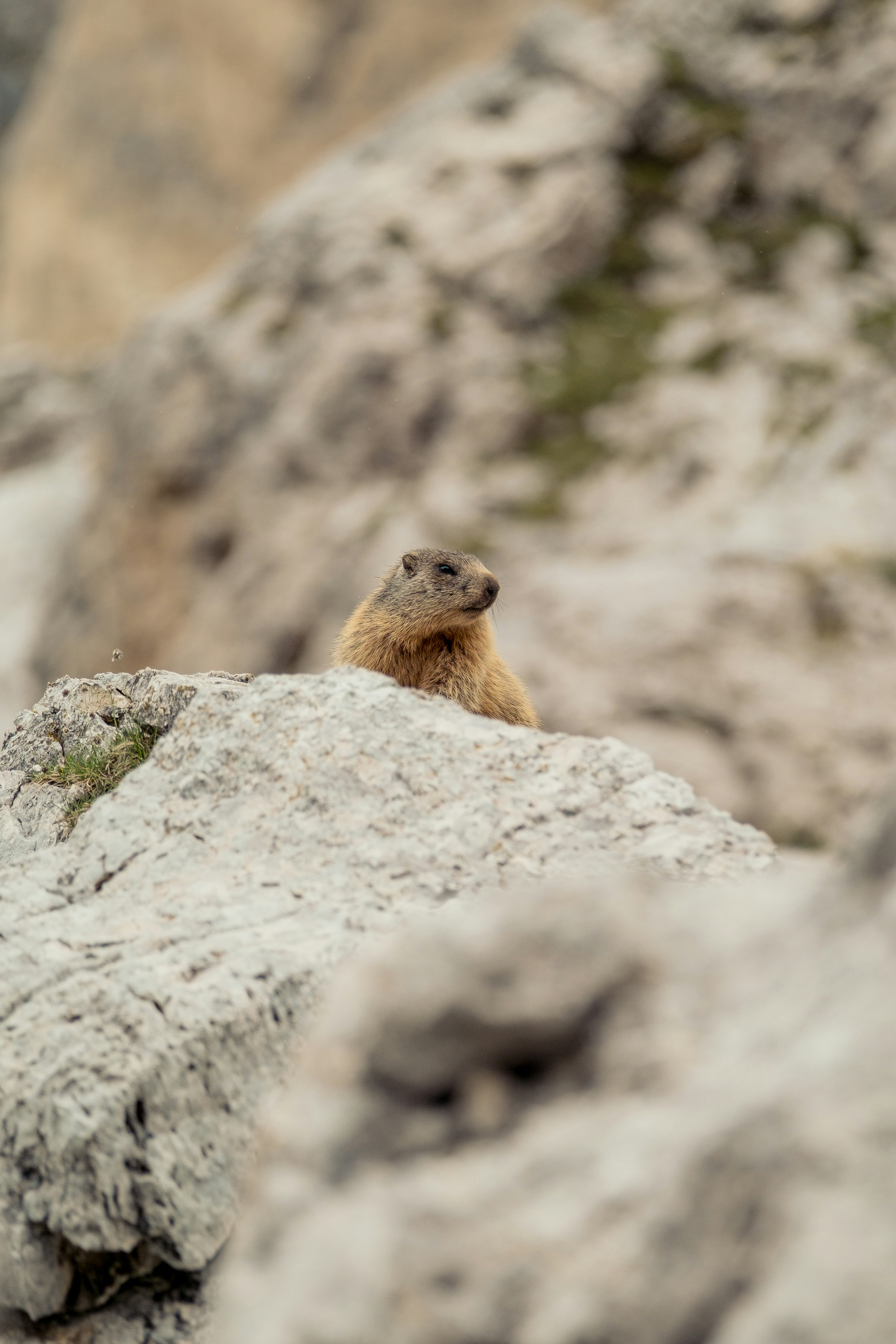 Rocky Sentinel: A Marmot Peeks Over the Crag