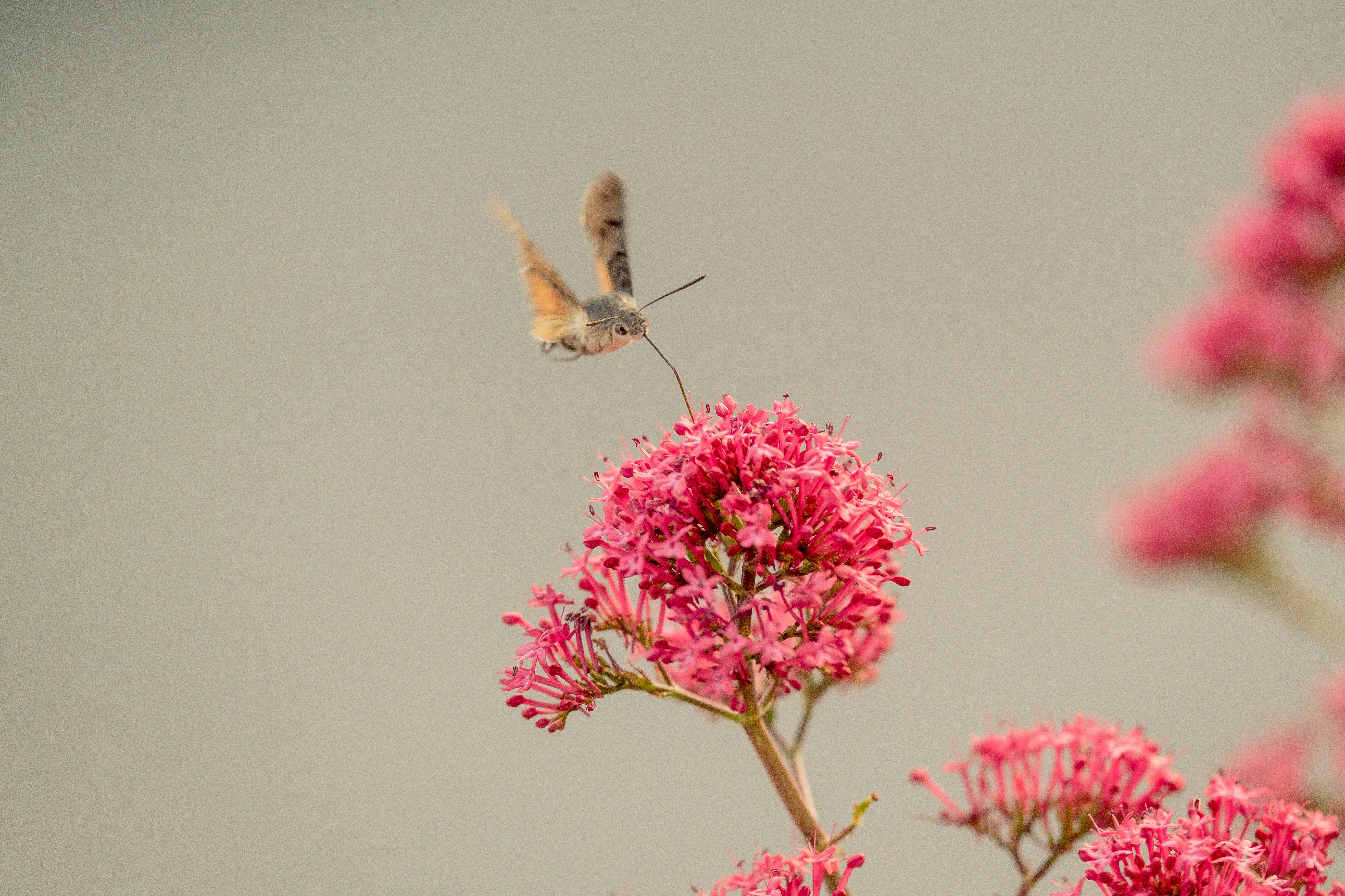 Hovering Nectar: a hummingbird hawk-moth sips from vivid pink blooms