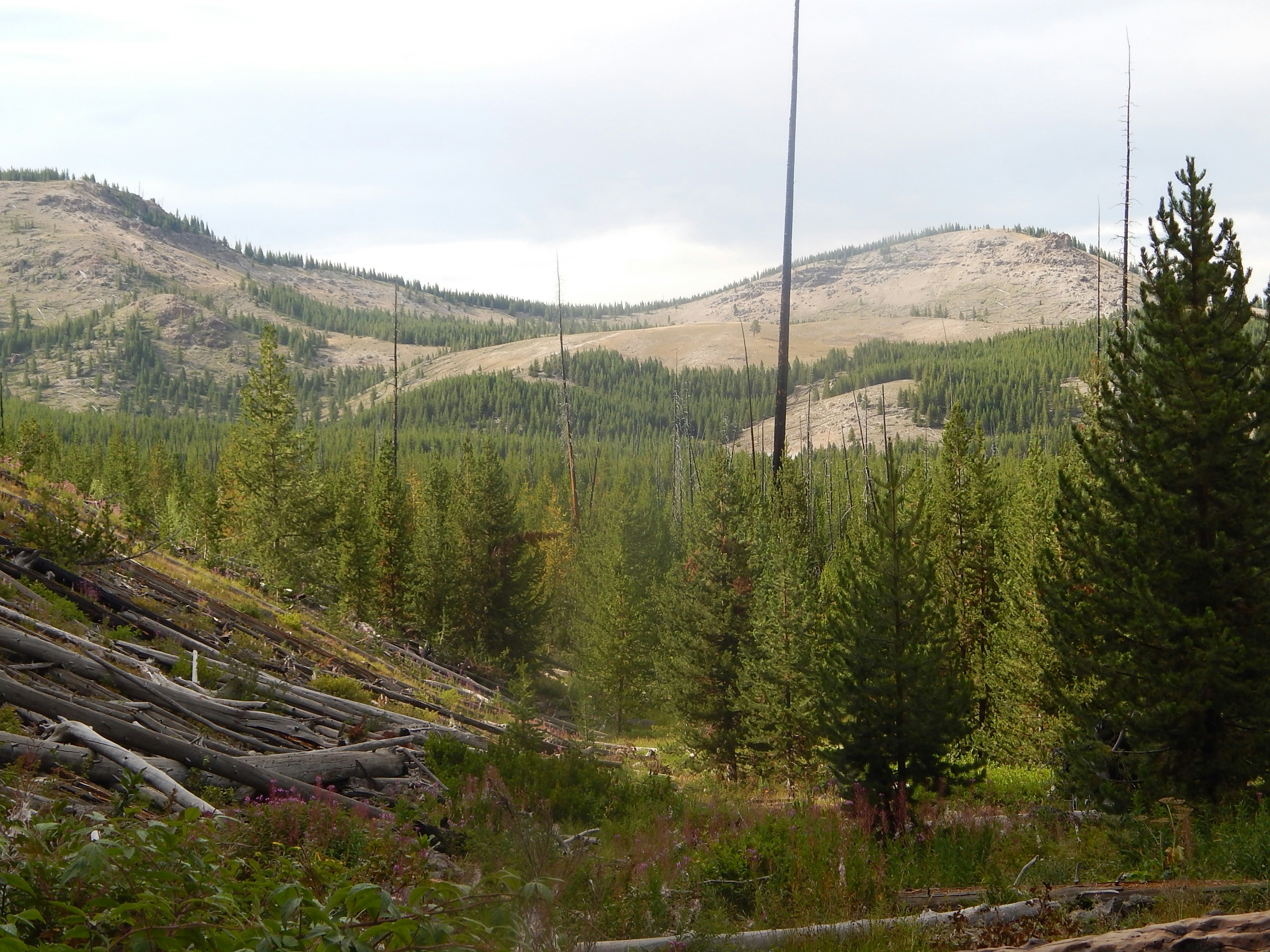 Coniferous trees stand amid rolling hills under a cloudy sky.