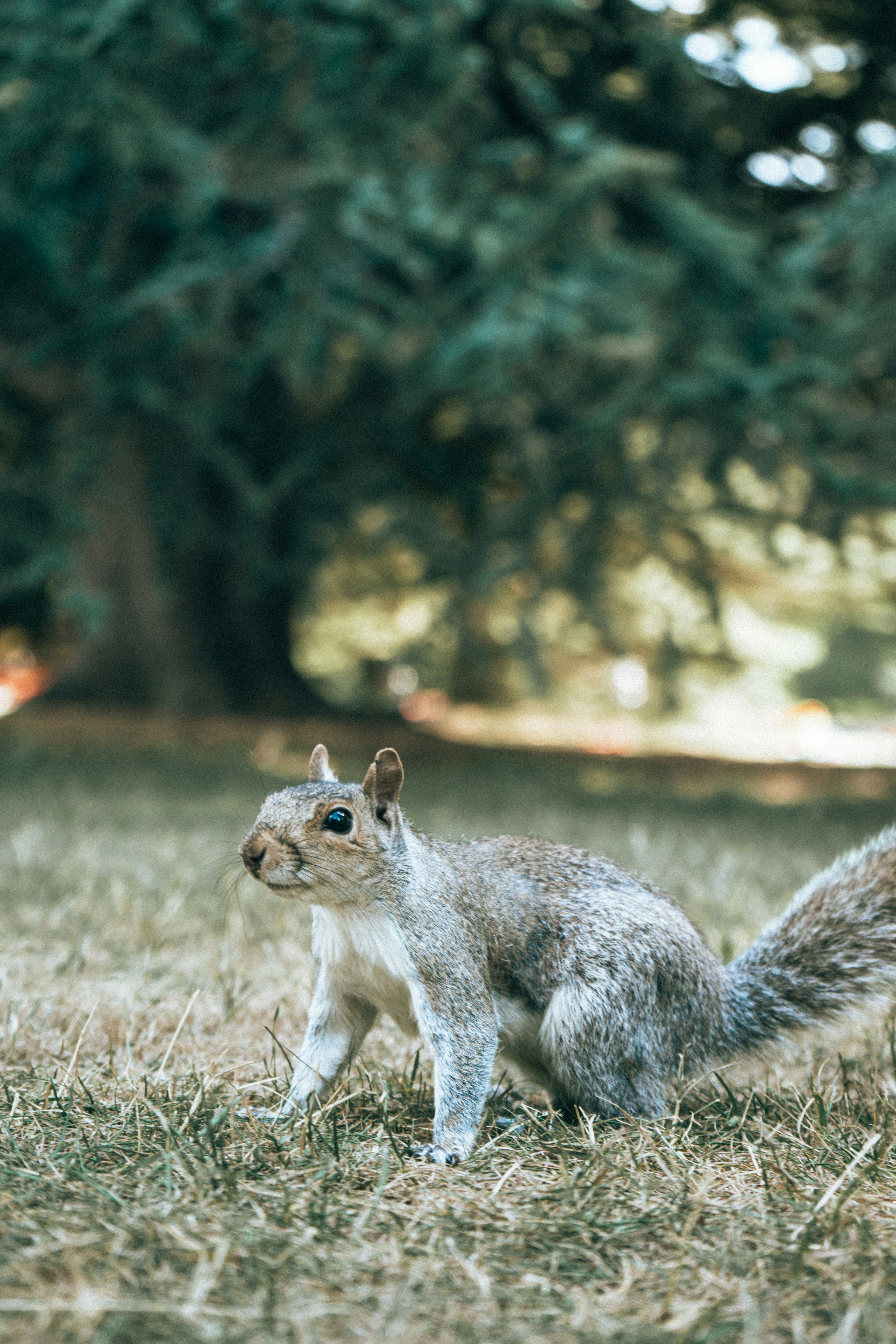 A curious squirrel exploring a grassy area, with a blurred background of trees. The sunlight creates a warm atmosphere.