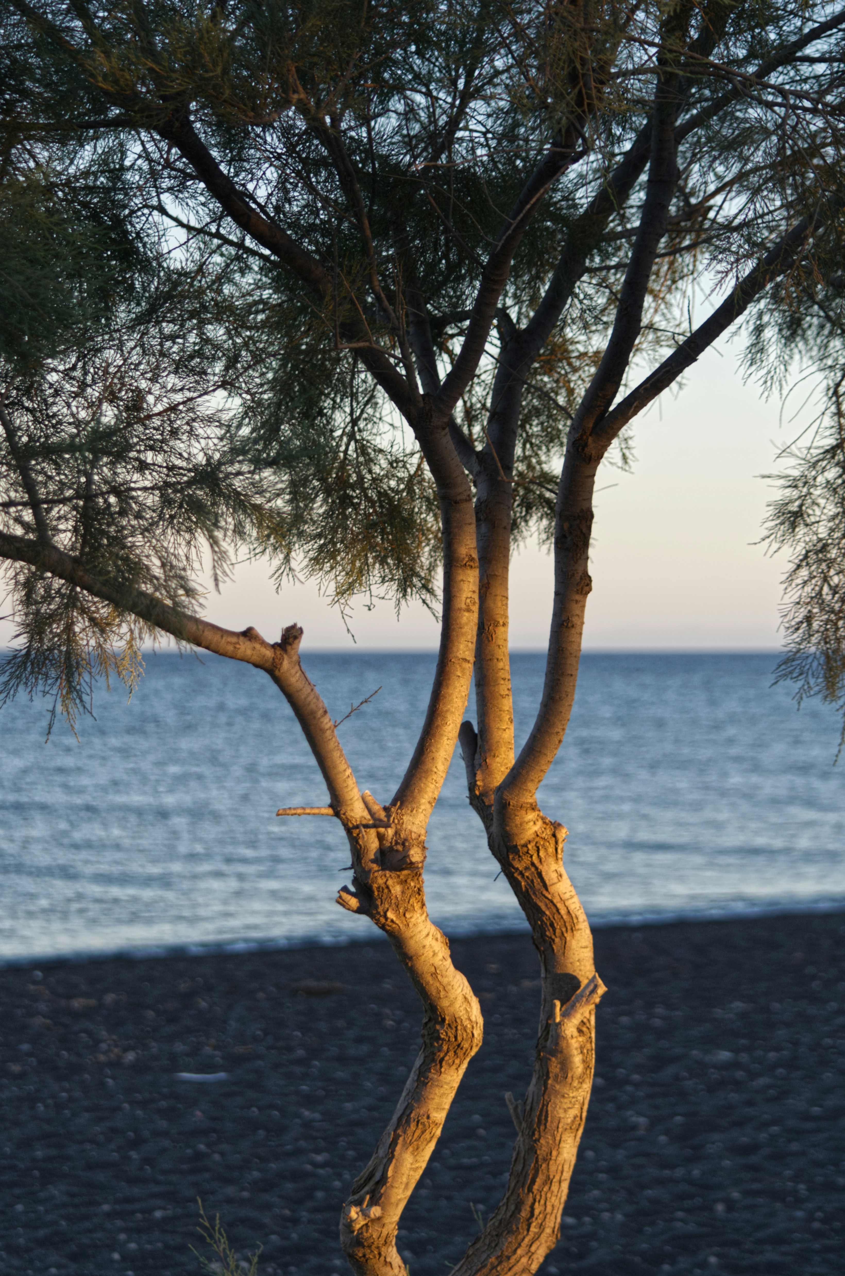 Curved tree branches silhouetted against a tranquil seascape at dusk, highlighting nature's artistry.