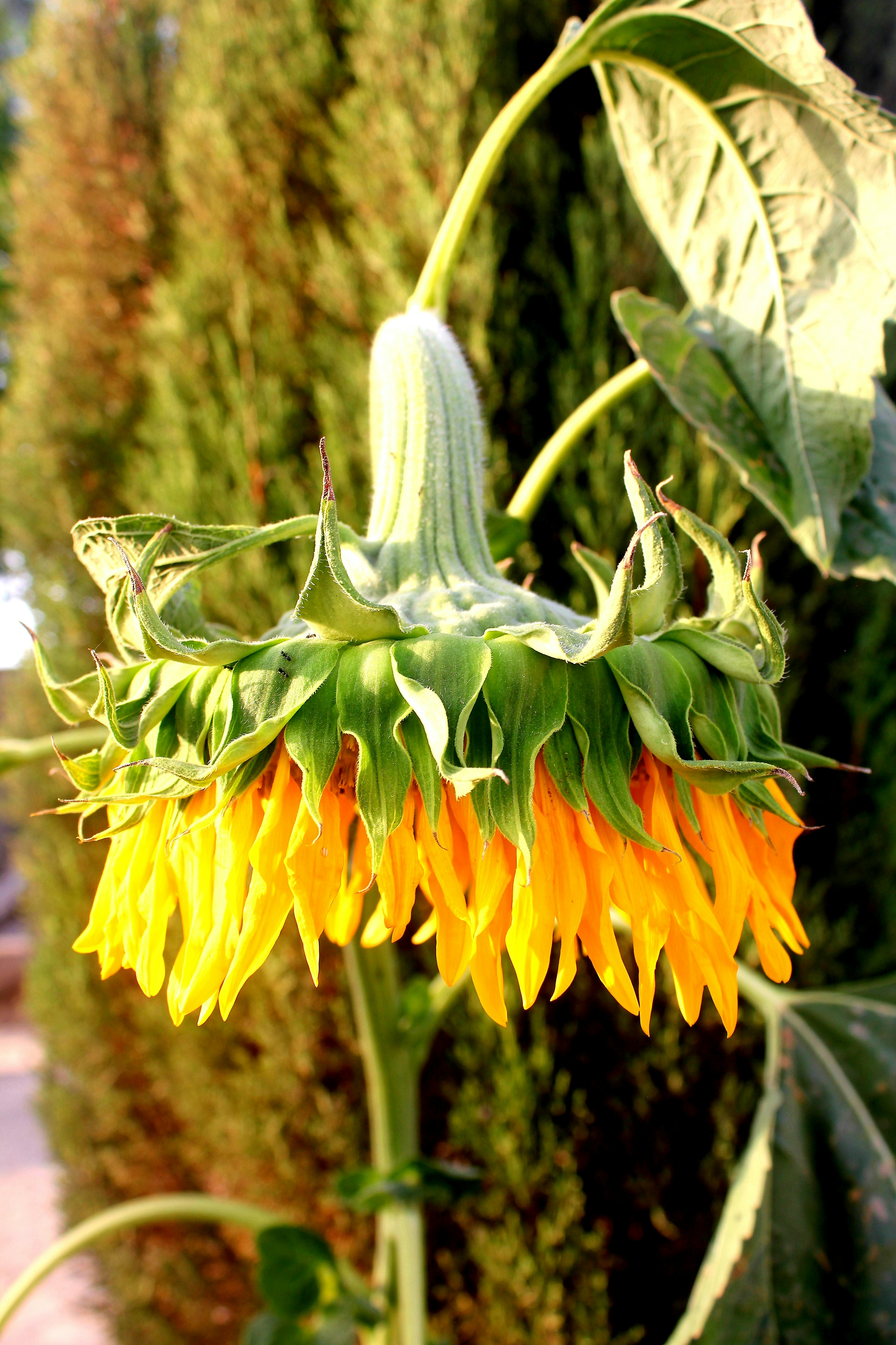 a plant with leaves