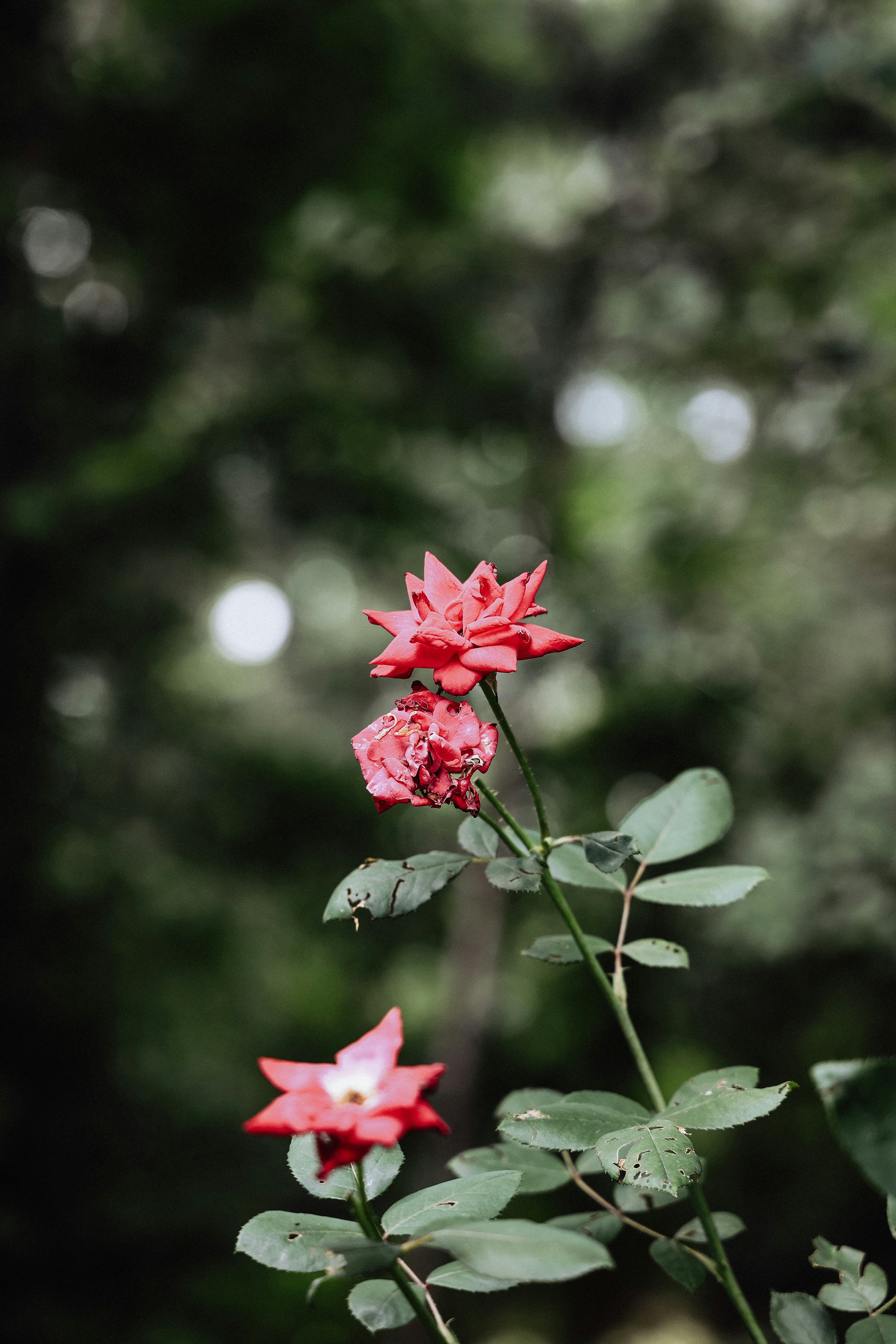 Whispers of Nature: The Resilient Rose