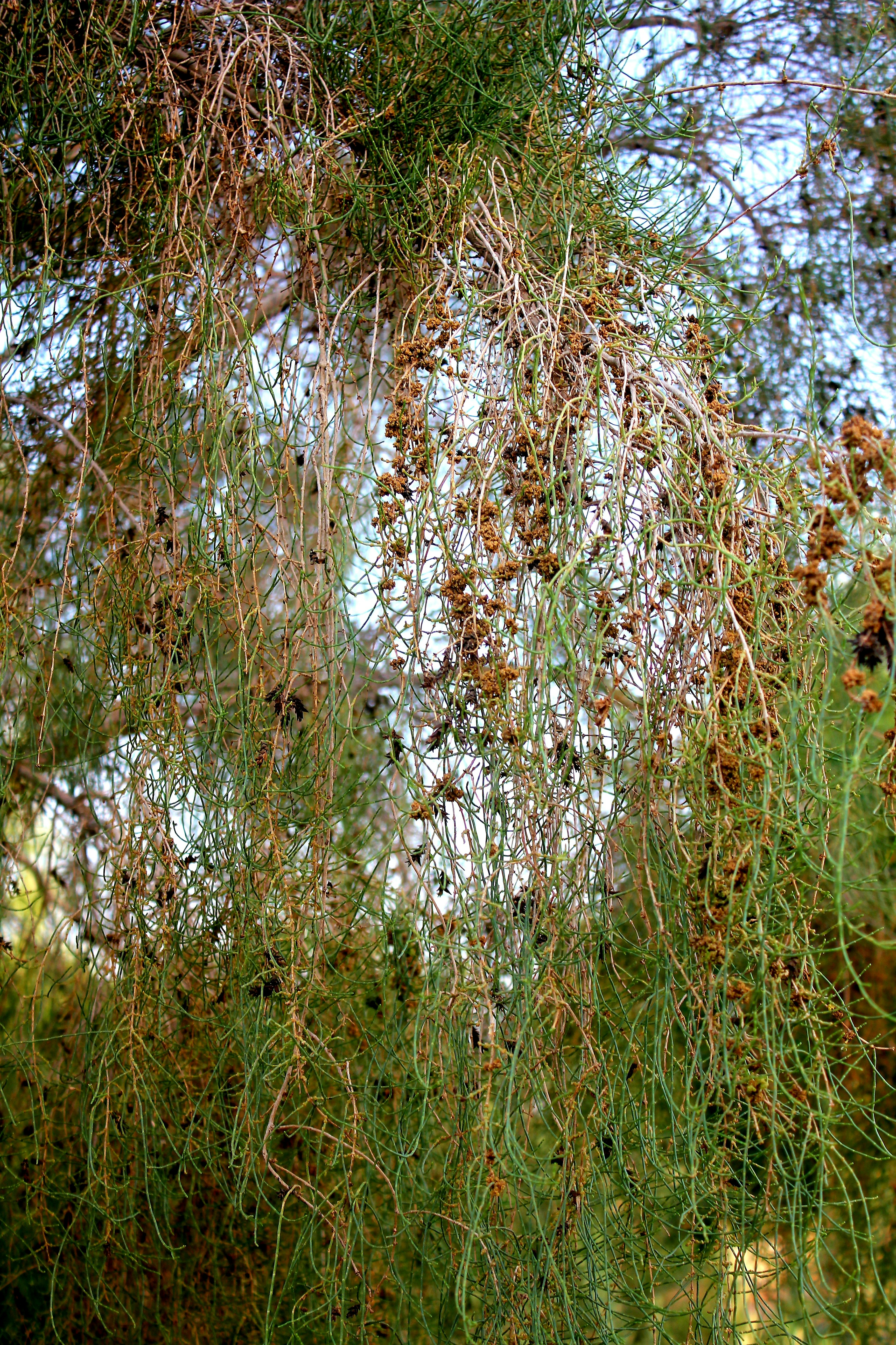a close-up of a tree