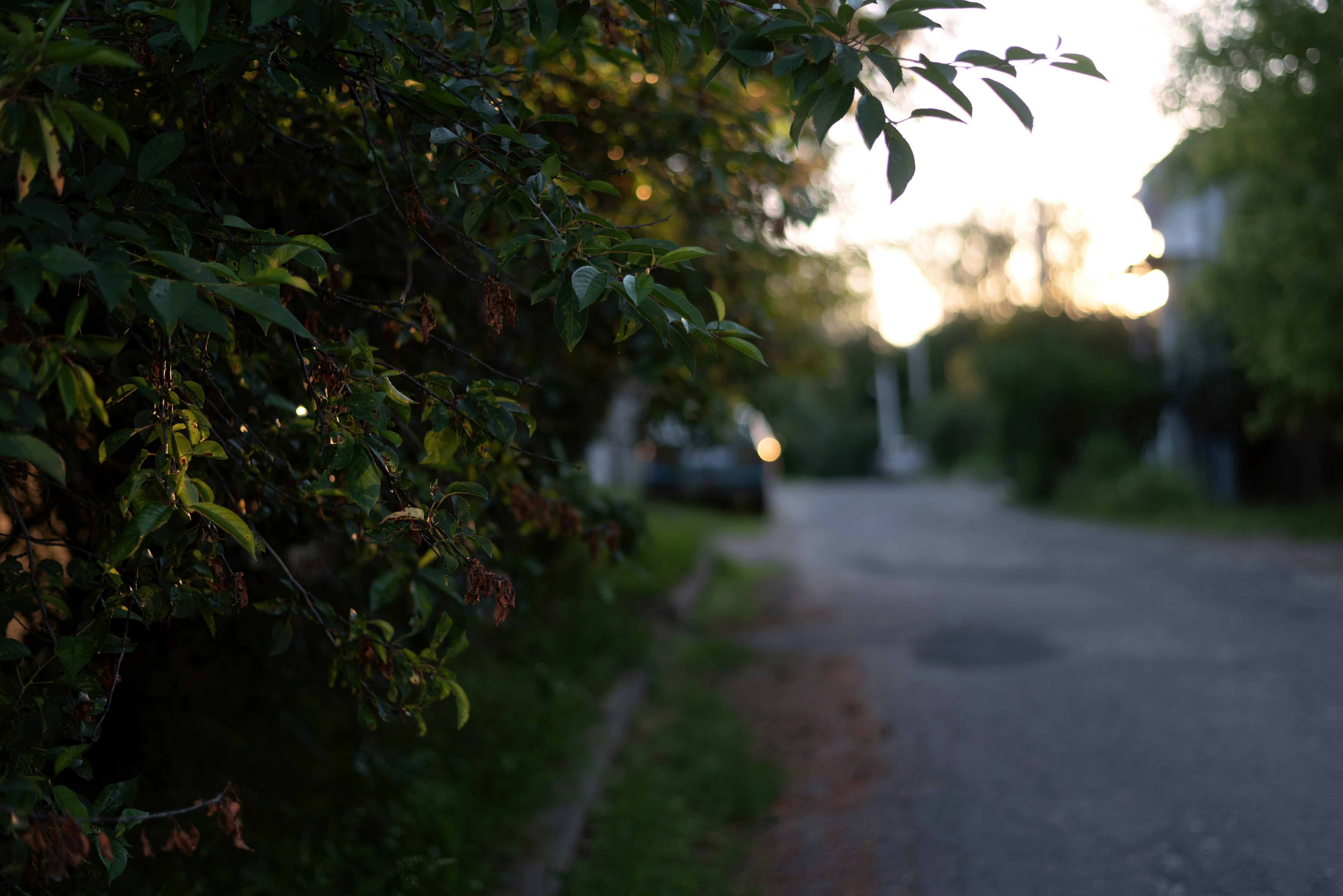 Dusk Lane: Quiet Street Framed by Shadowed Foliage