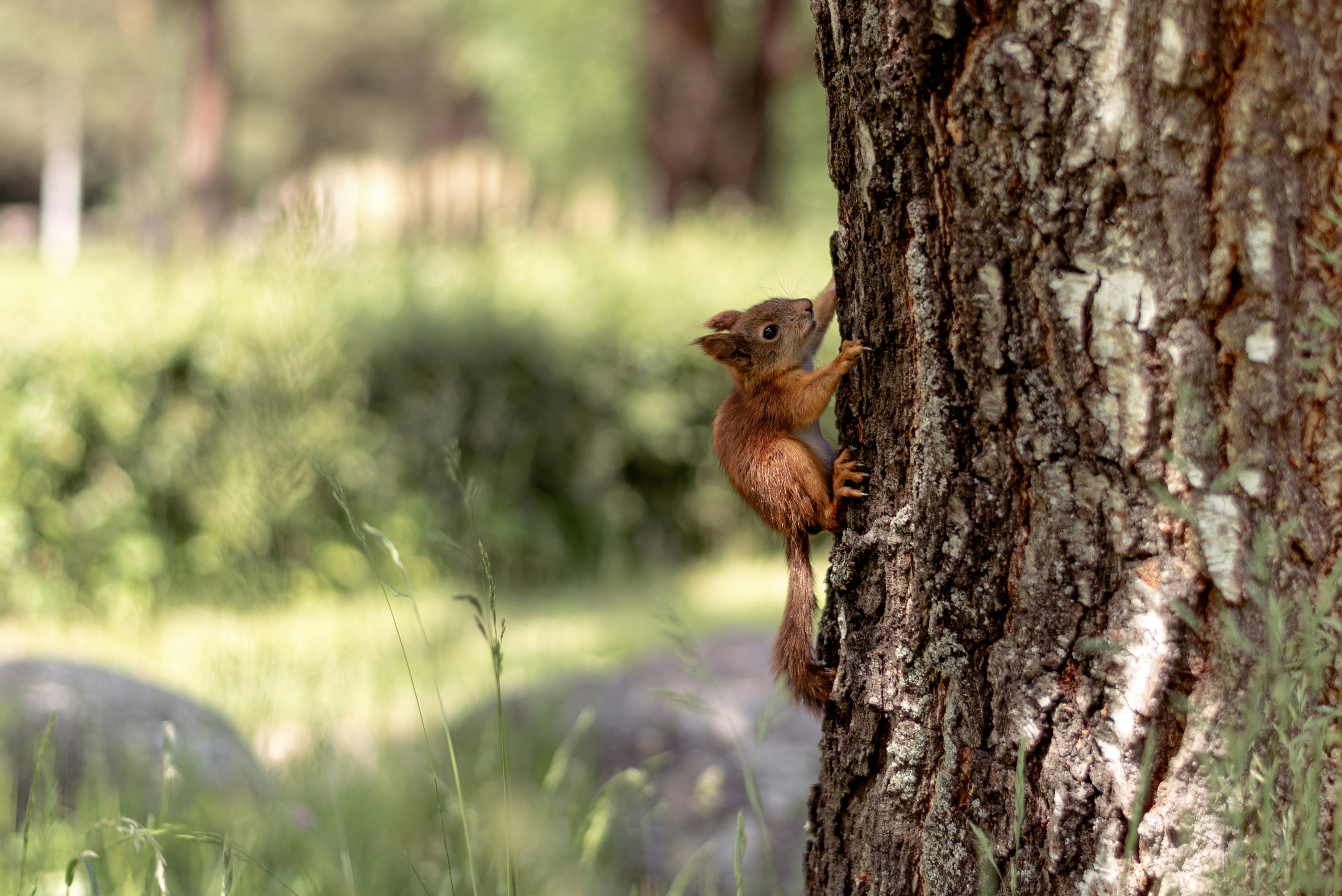 Squirrel climbing a textured tree trunk in a vibrant green setting, showcasing its dexterity and curiosity.