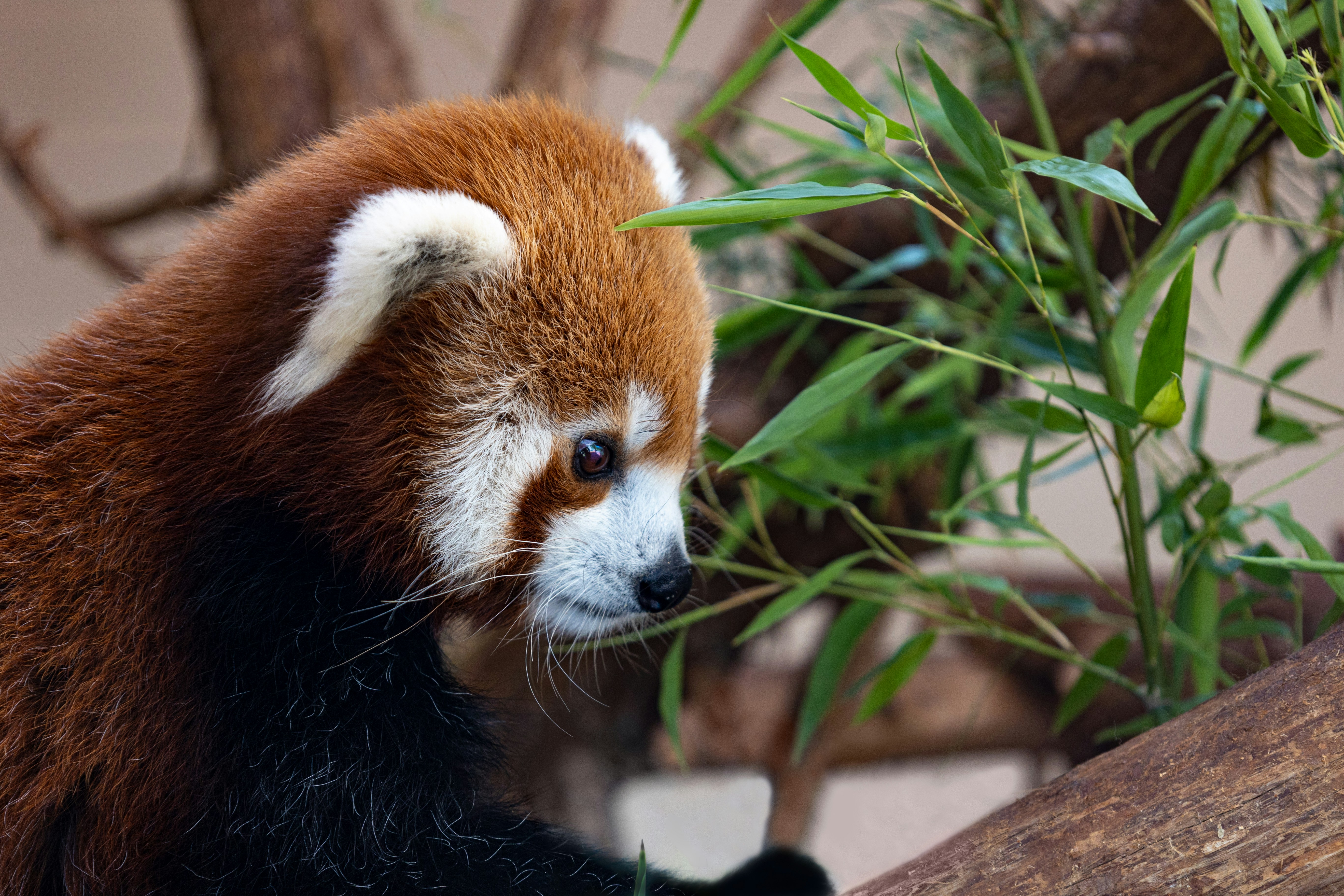 A red panda in a zoo exhibit photo – Free Red panda Image on Unsplash