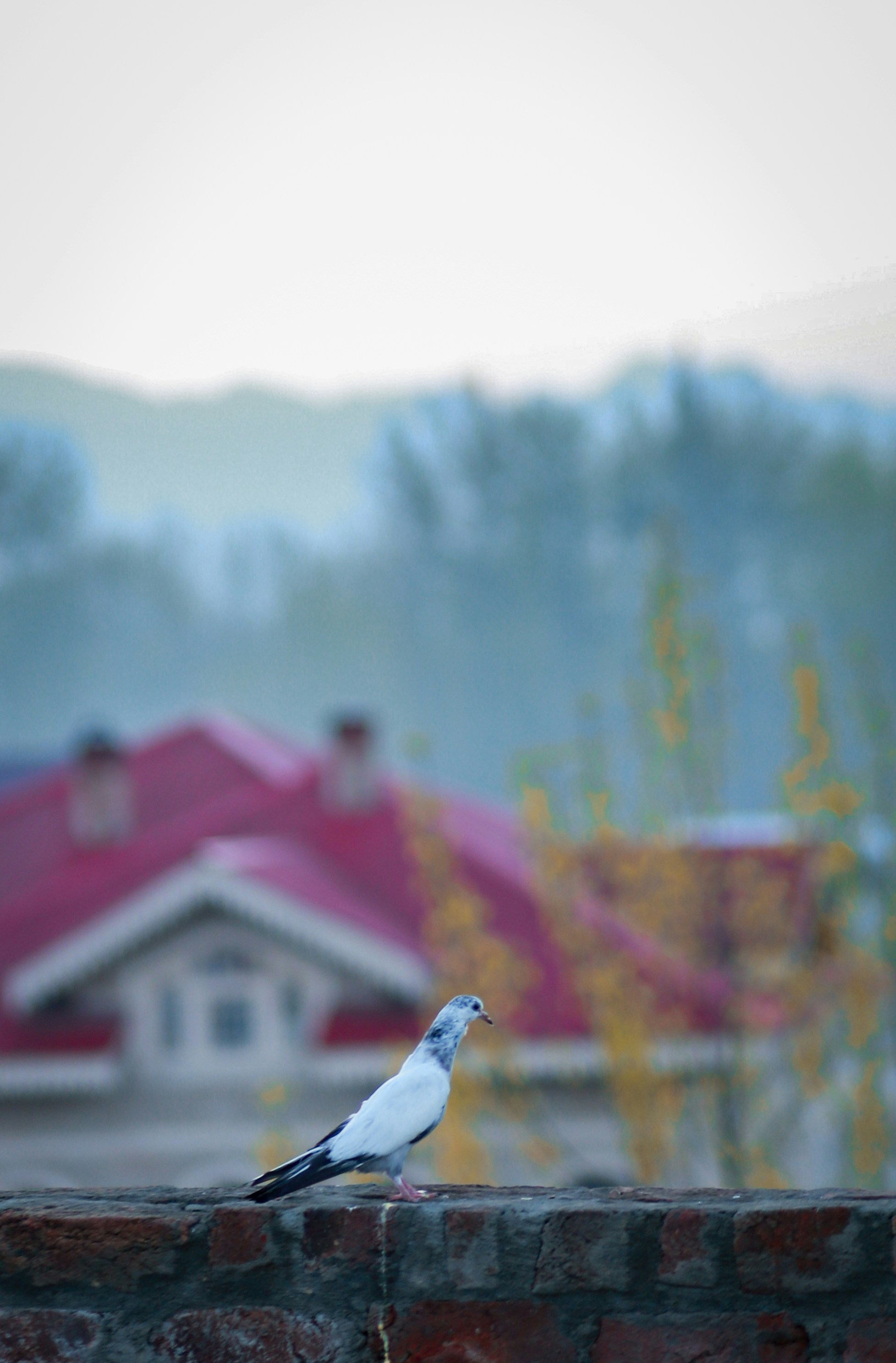 Brick-Ledge Sentinel: A Magpie Framed by a Red-Roof Backdrop