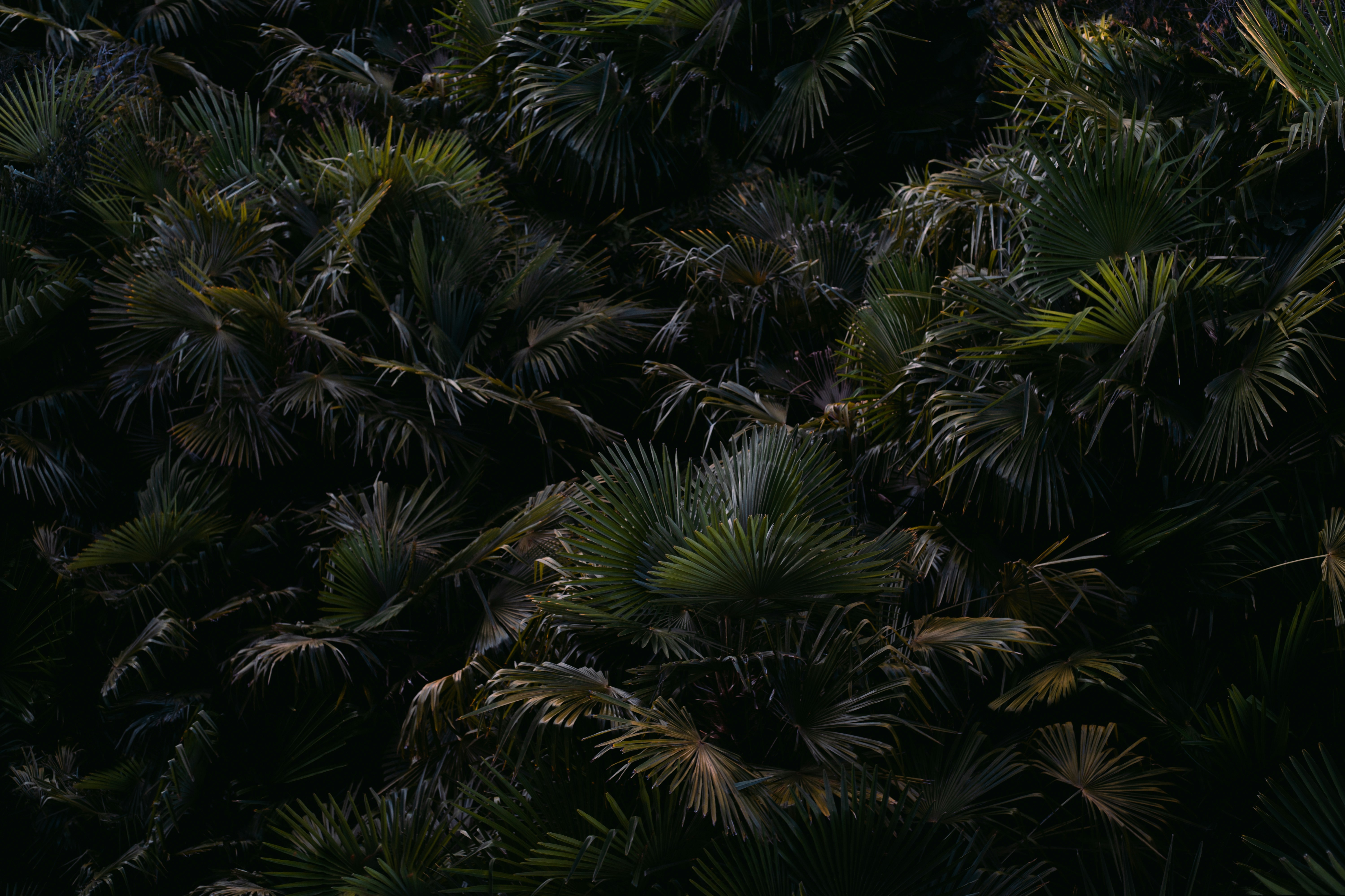 Photo by Norbert Buduczki with Sony Alpha 7 II