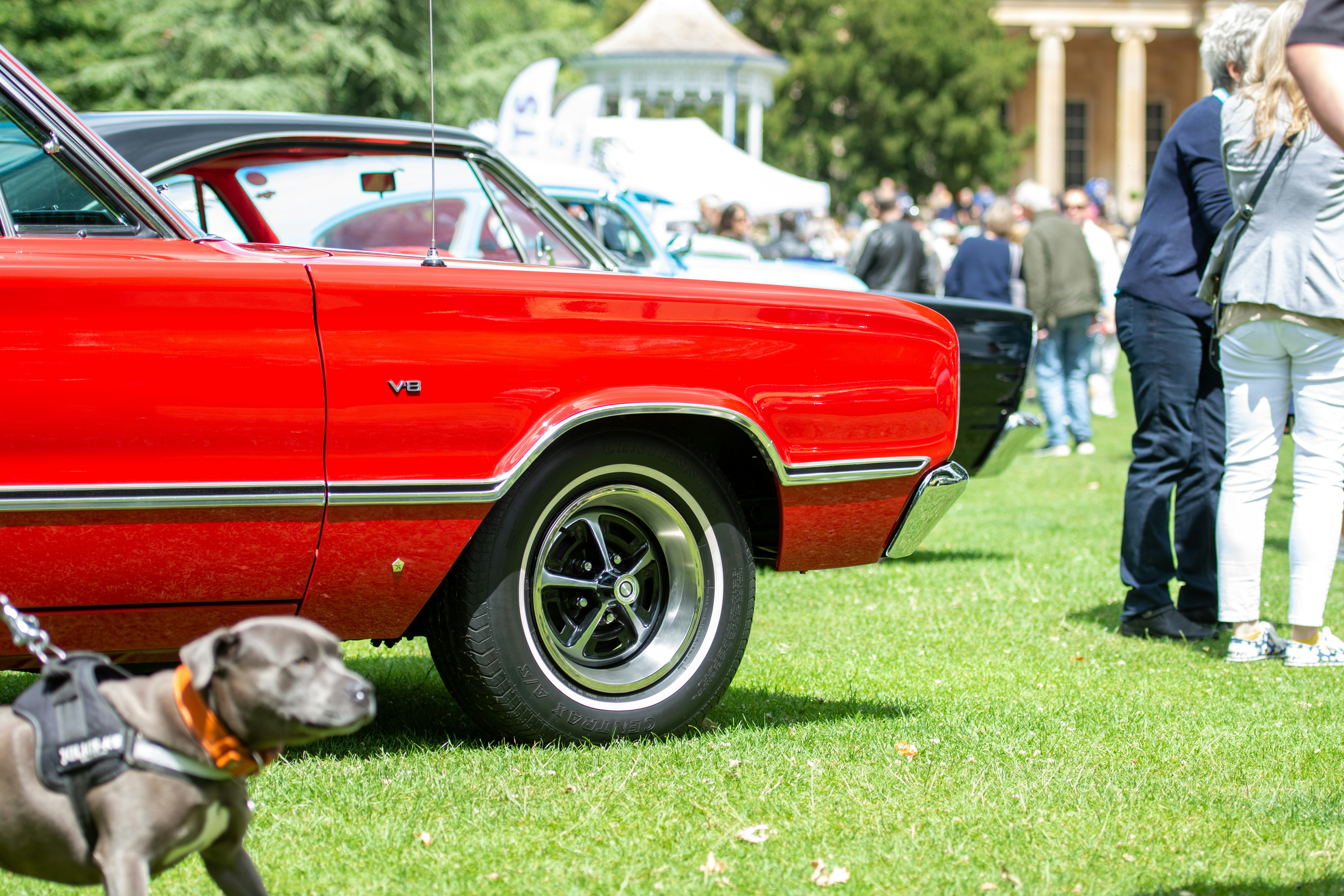 Crimson Classic: Side Profile of a Restored Muscle Car at a Park Car Show