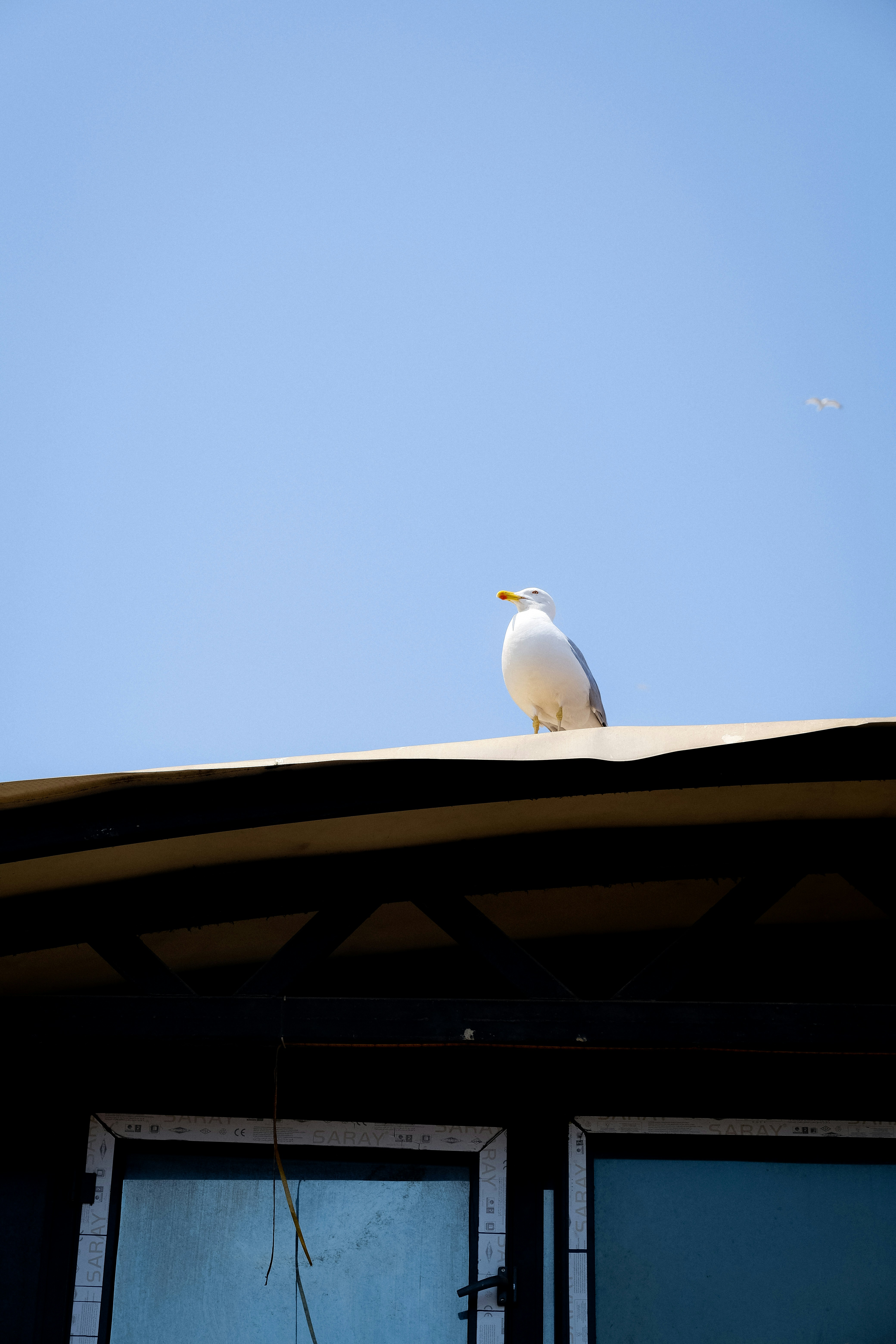 Rooftop Sentinel: a lone gull surveying the sunlit edge beneath a cobalt sky