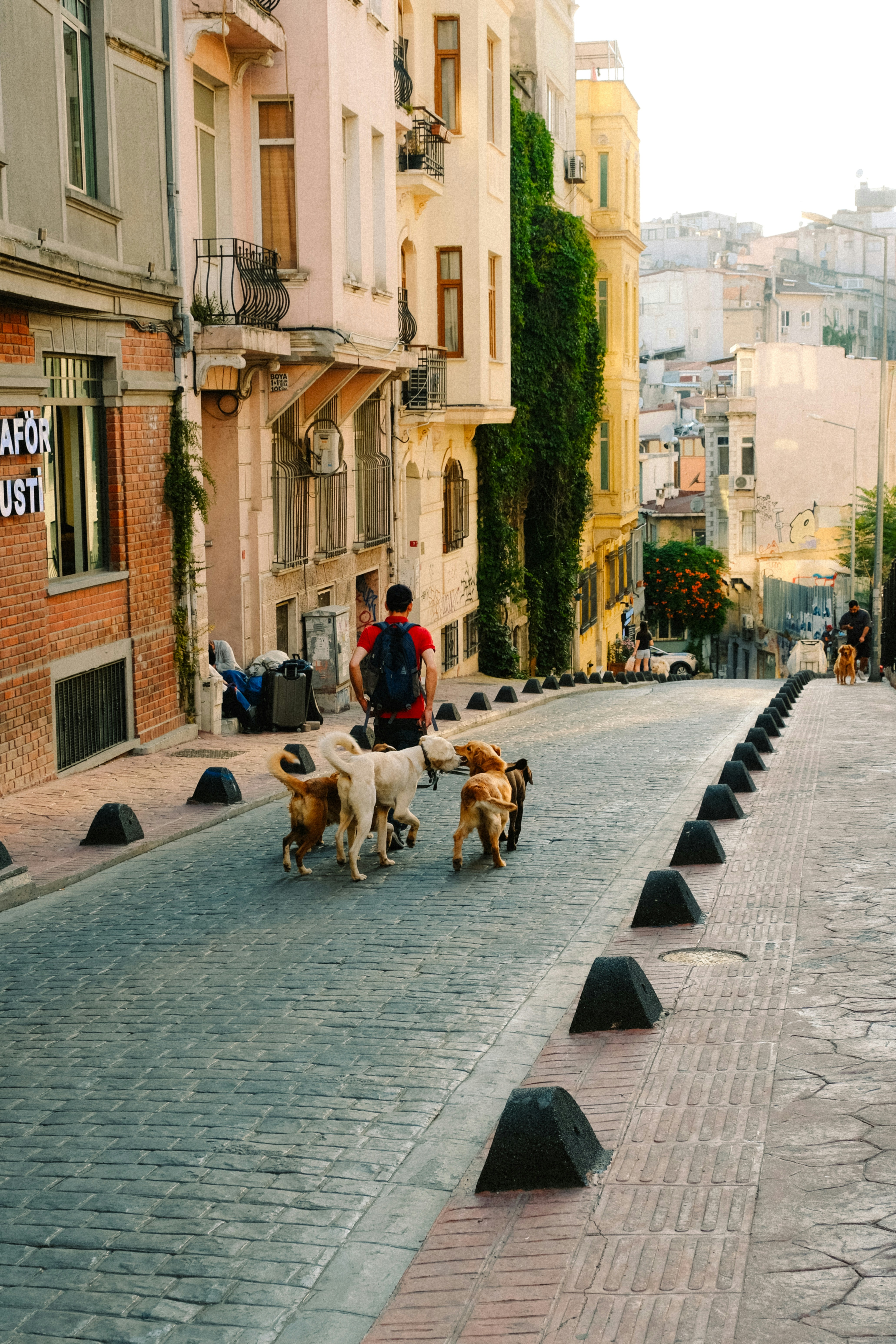 A dog walker navigates a sloped cobblestone street lined with colorful buildings and greenery, capturing the essence of urban life. The warm light of late afternoon enhances the scene.