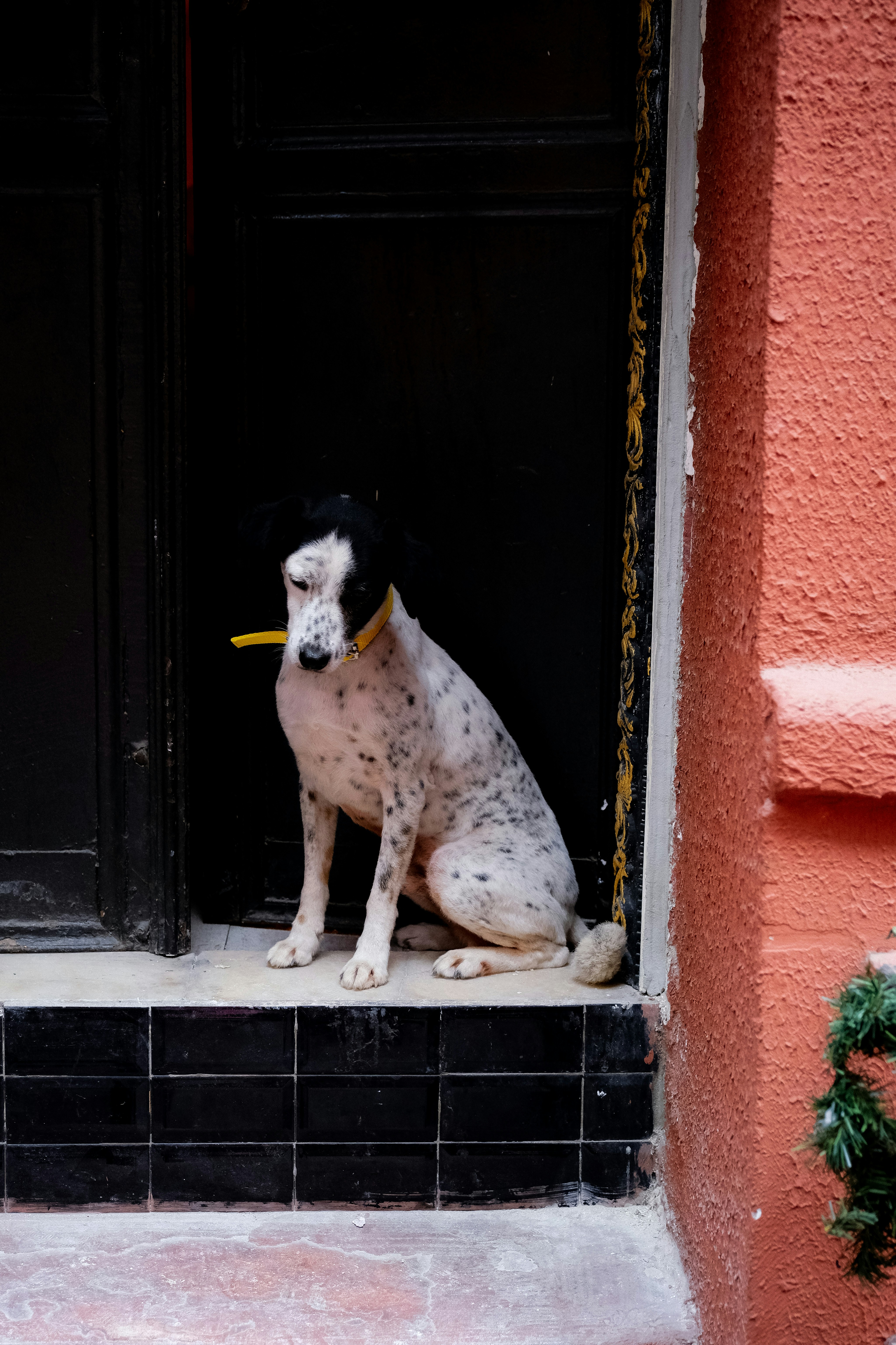 A spotted dog sits calmly on a doorstep, adorned with a yellow collar, framed by contrasting walls of black and terracotta.