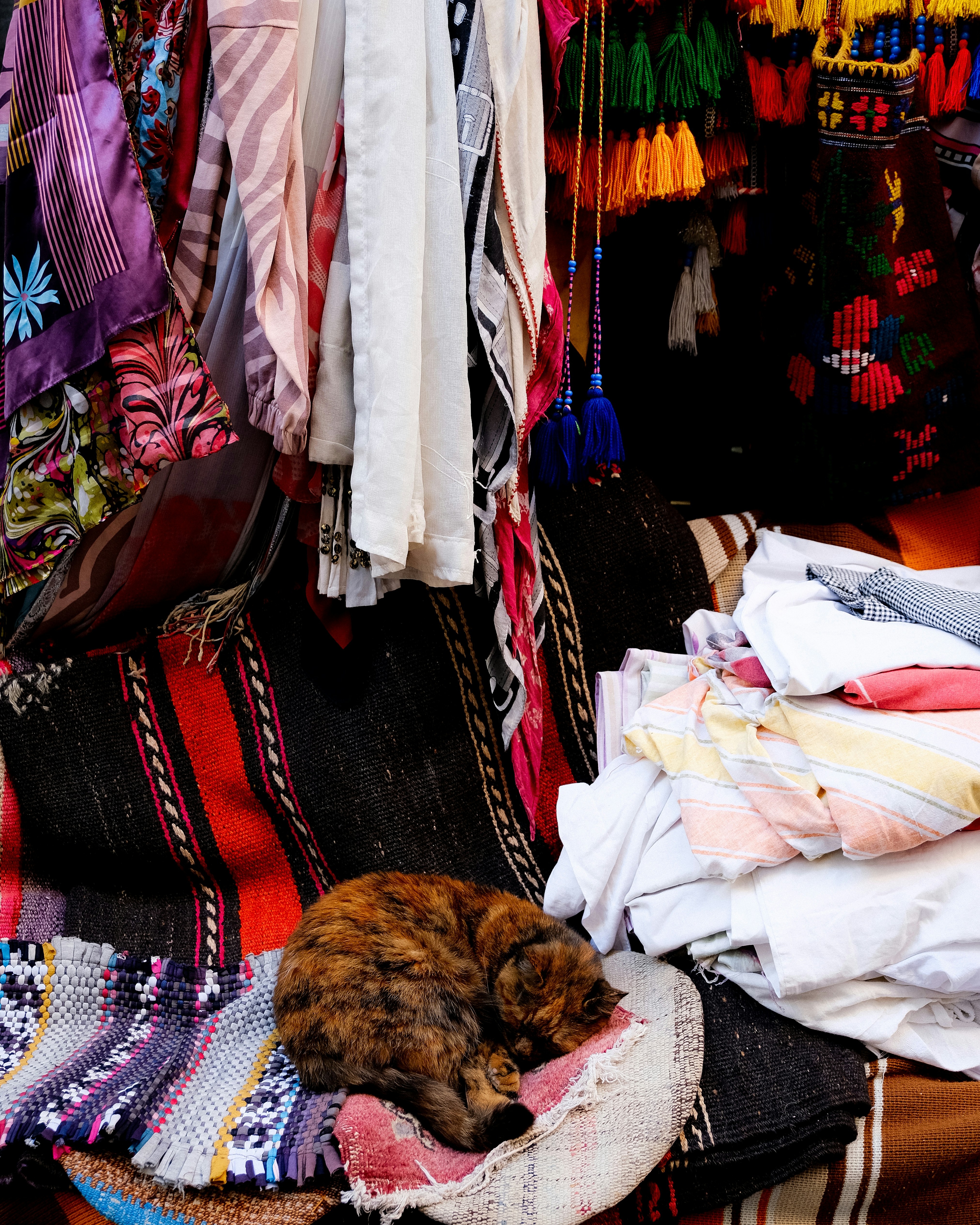 Terrier Amid a Kaleidoscope of Fabrics in a Market Stall