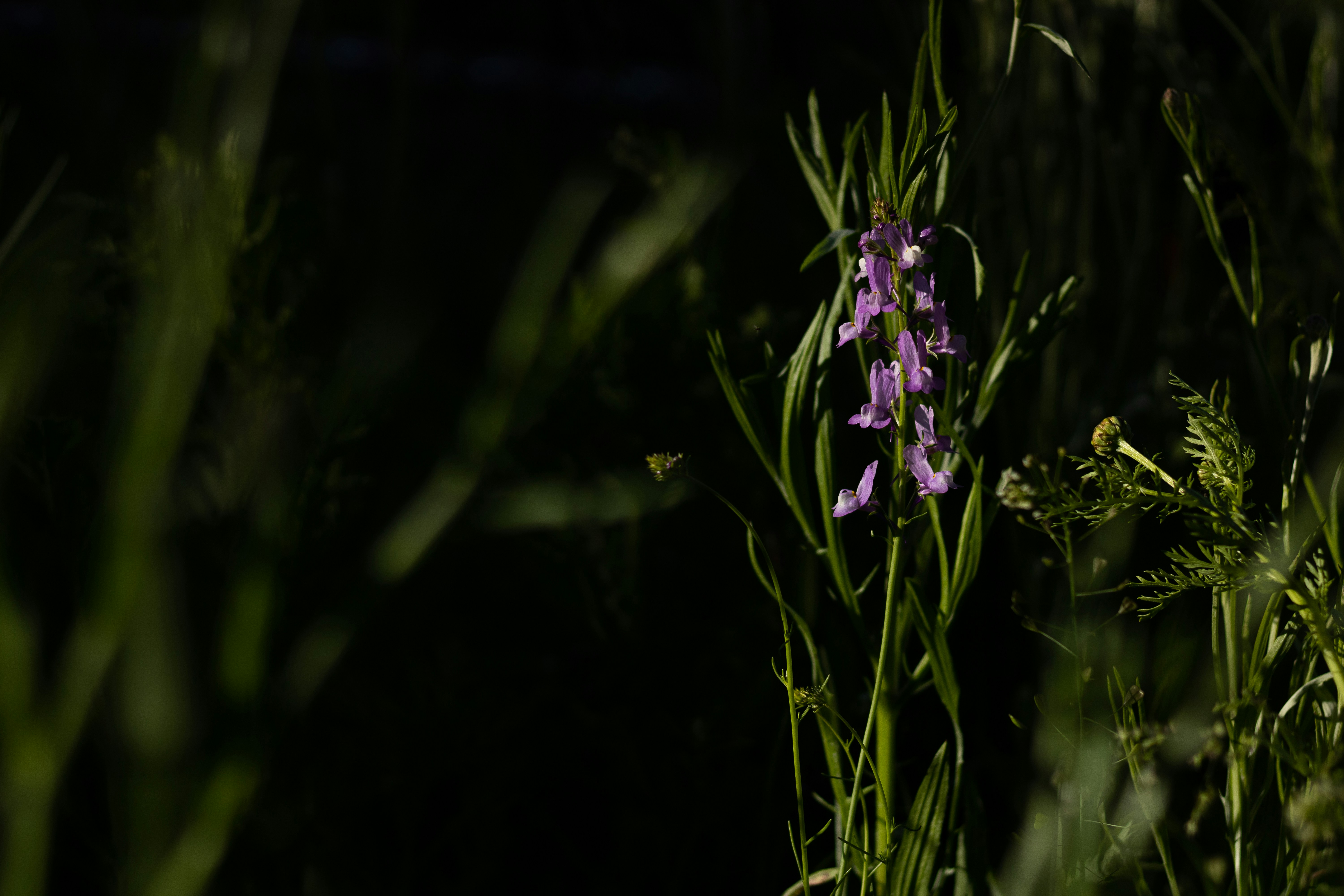 Lone Lobelia Spike in a Shadowed Verge