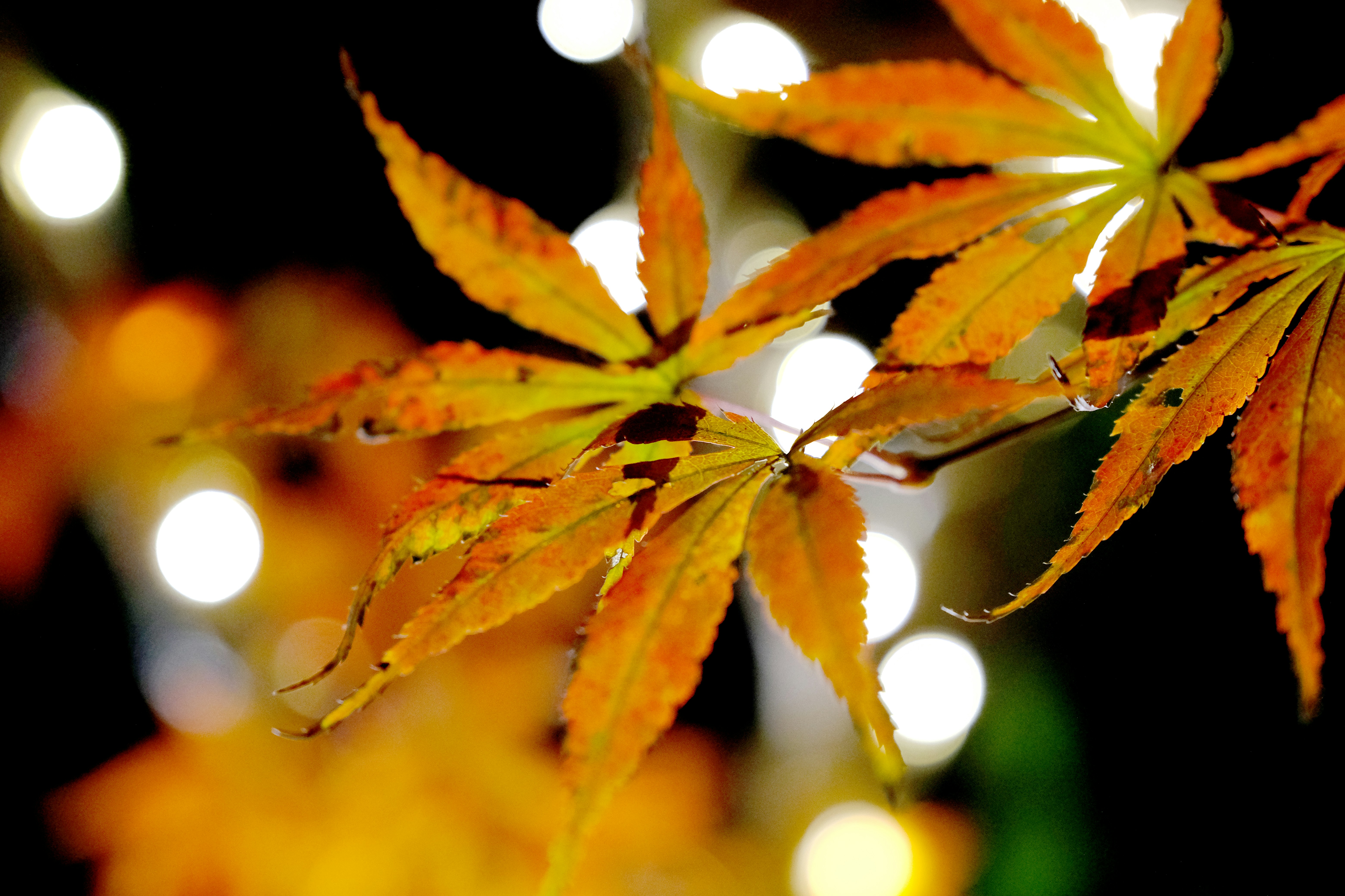 Golden Maple in Neon Nights