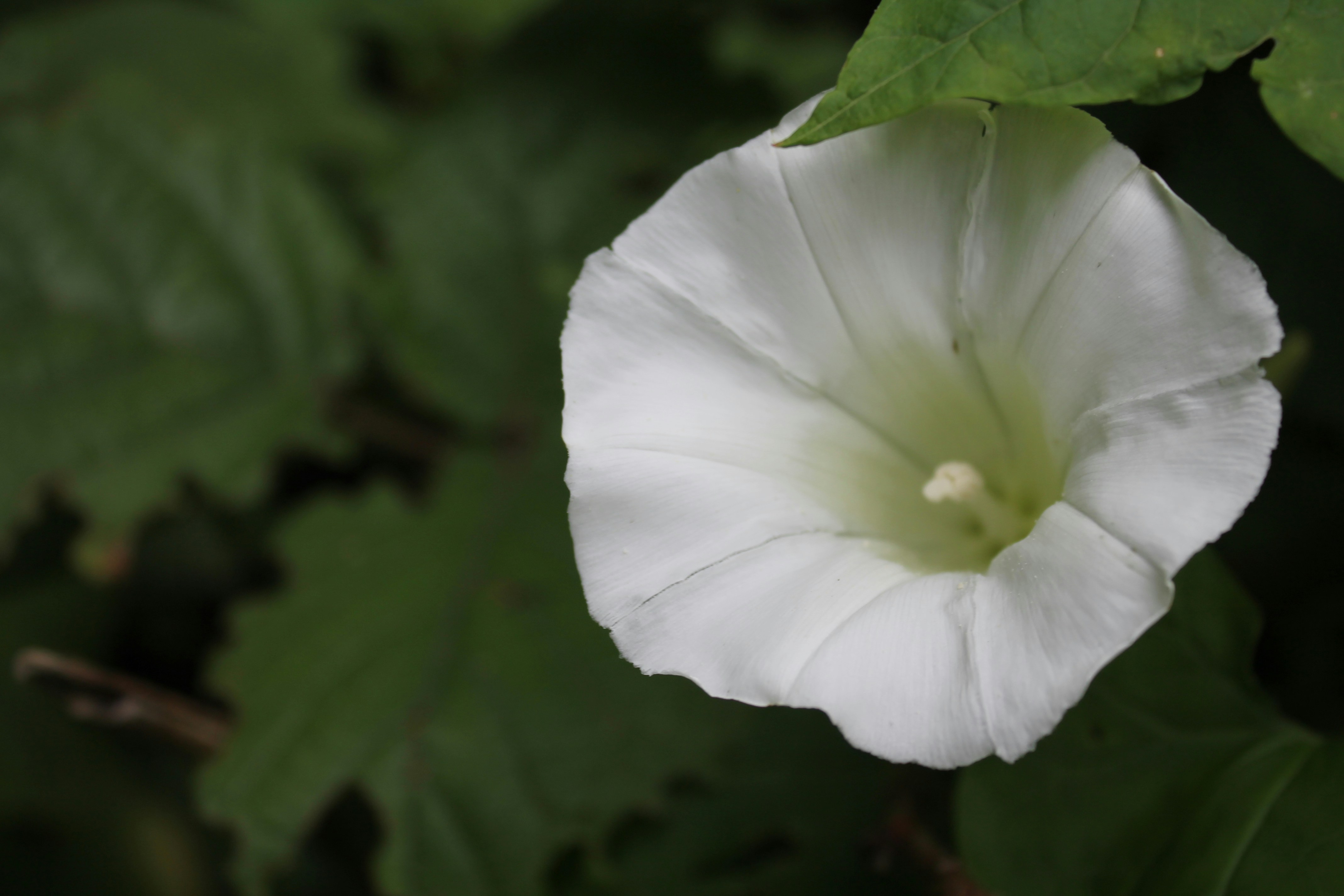 A delicate white flower blooms amidst lush green foliage, showcasing intricate petal details and a serene color palette.