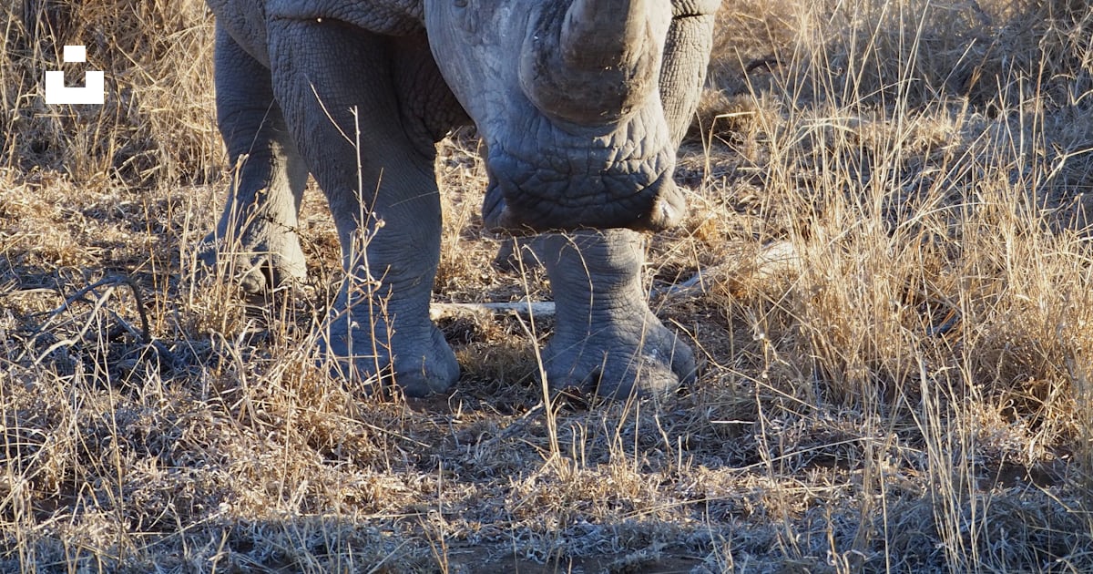 Foto zum Thema Ein Nashorn geht durch ein Feld – Kostenloses Bild zu ... Foto zum Thema Ein Nashorn geht durch ein Feld – Kostenloses Bild zu ...