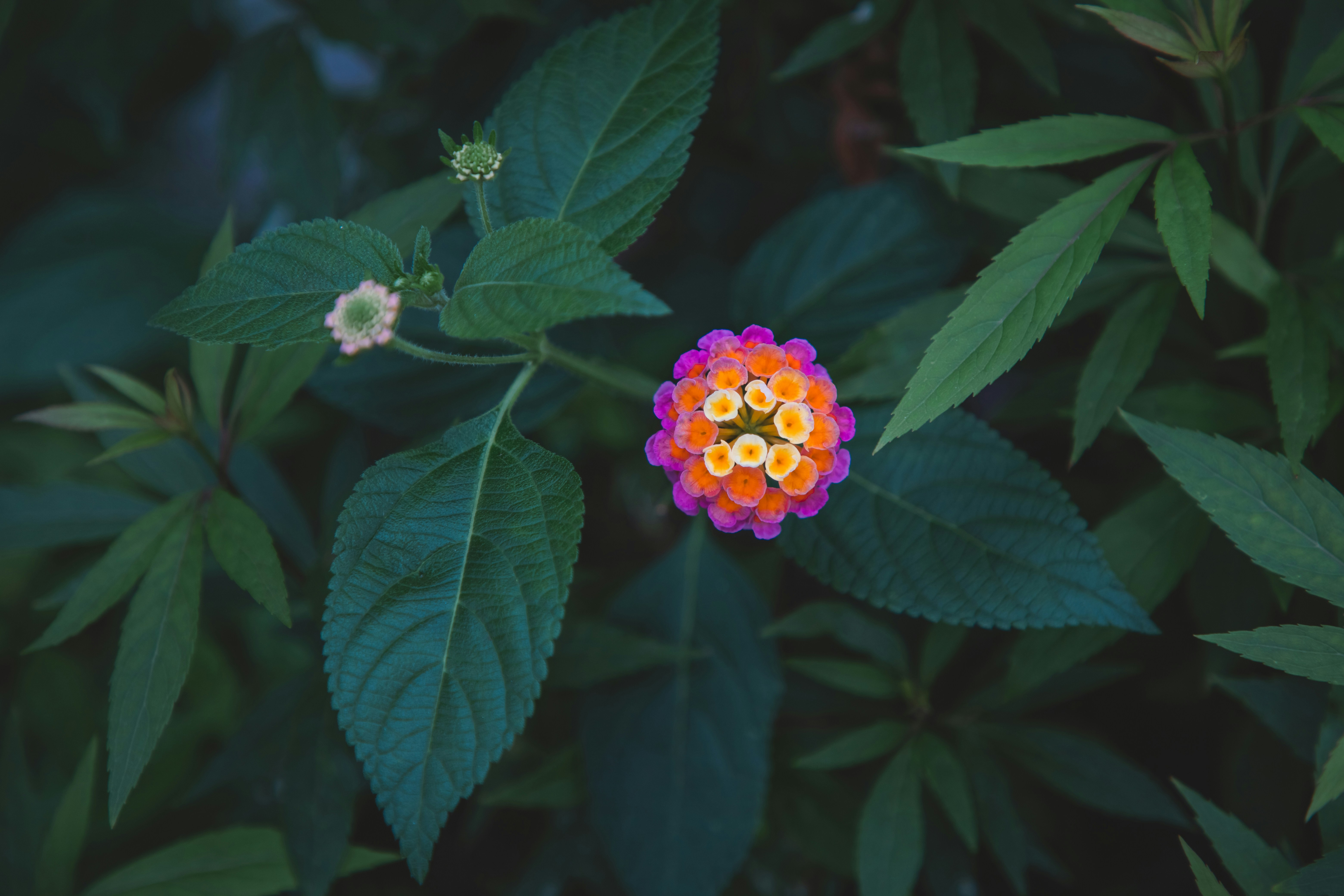 Lantana Mosaic: Neon Core Amid Velvet Foliage