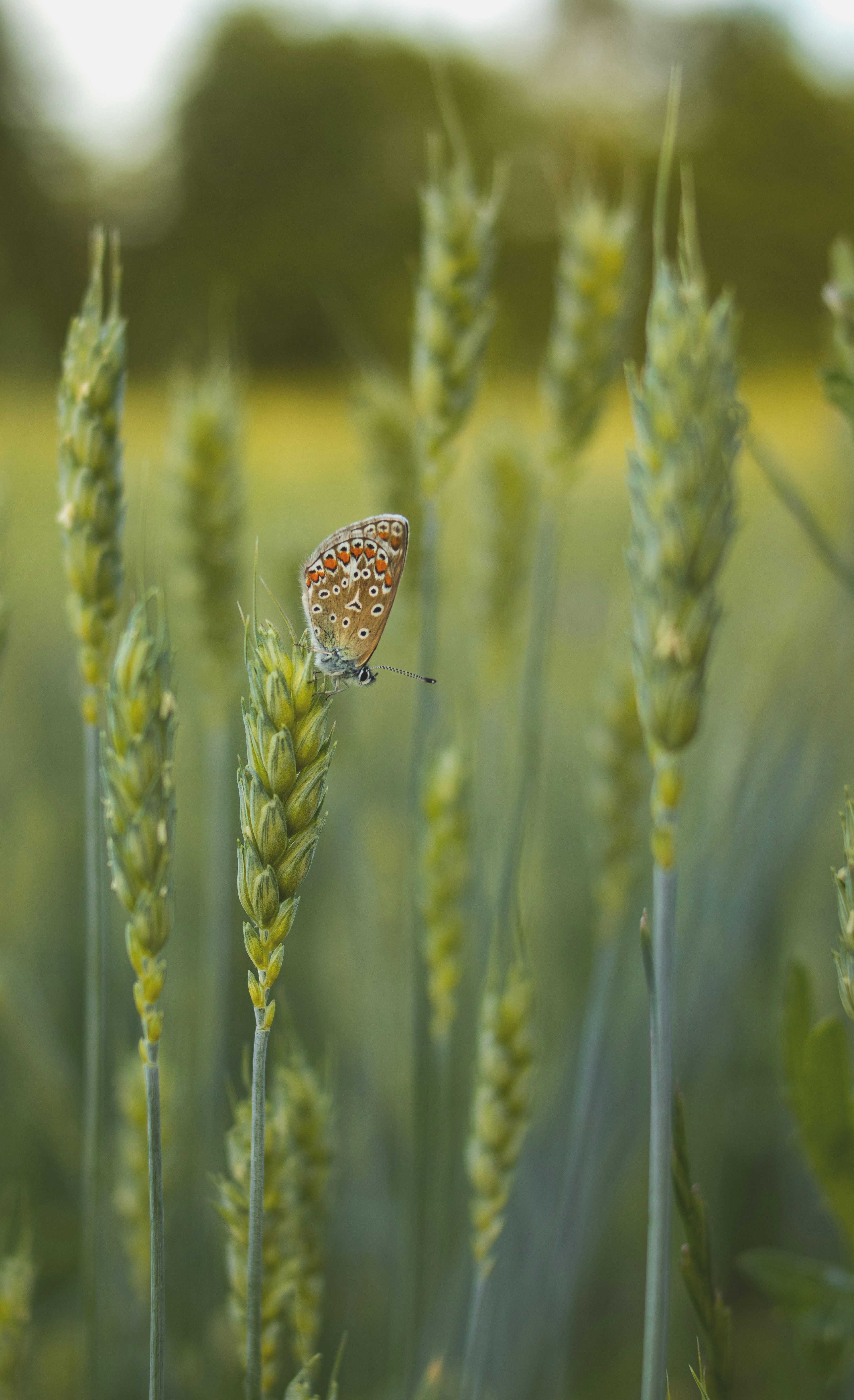 Copper-winged butterfly perched amid emerald wheat stalks