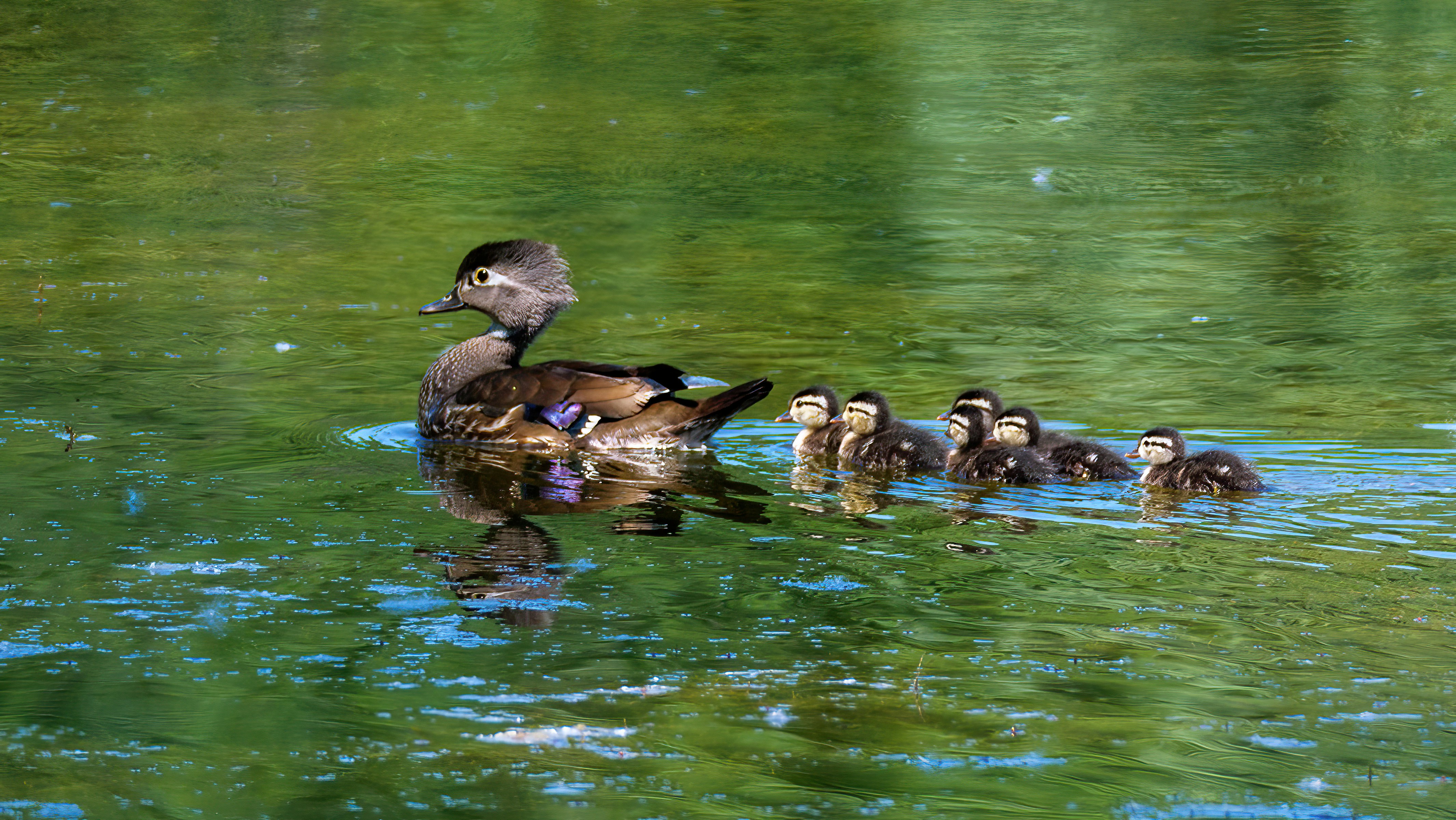 A group of ducks swimming in a pond photo – Free Parc angrignon Image ...