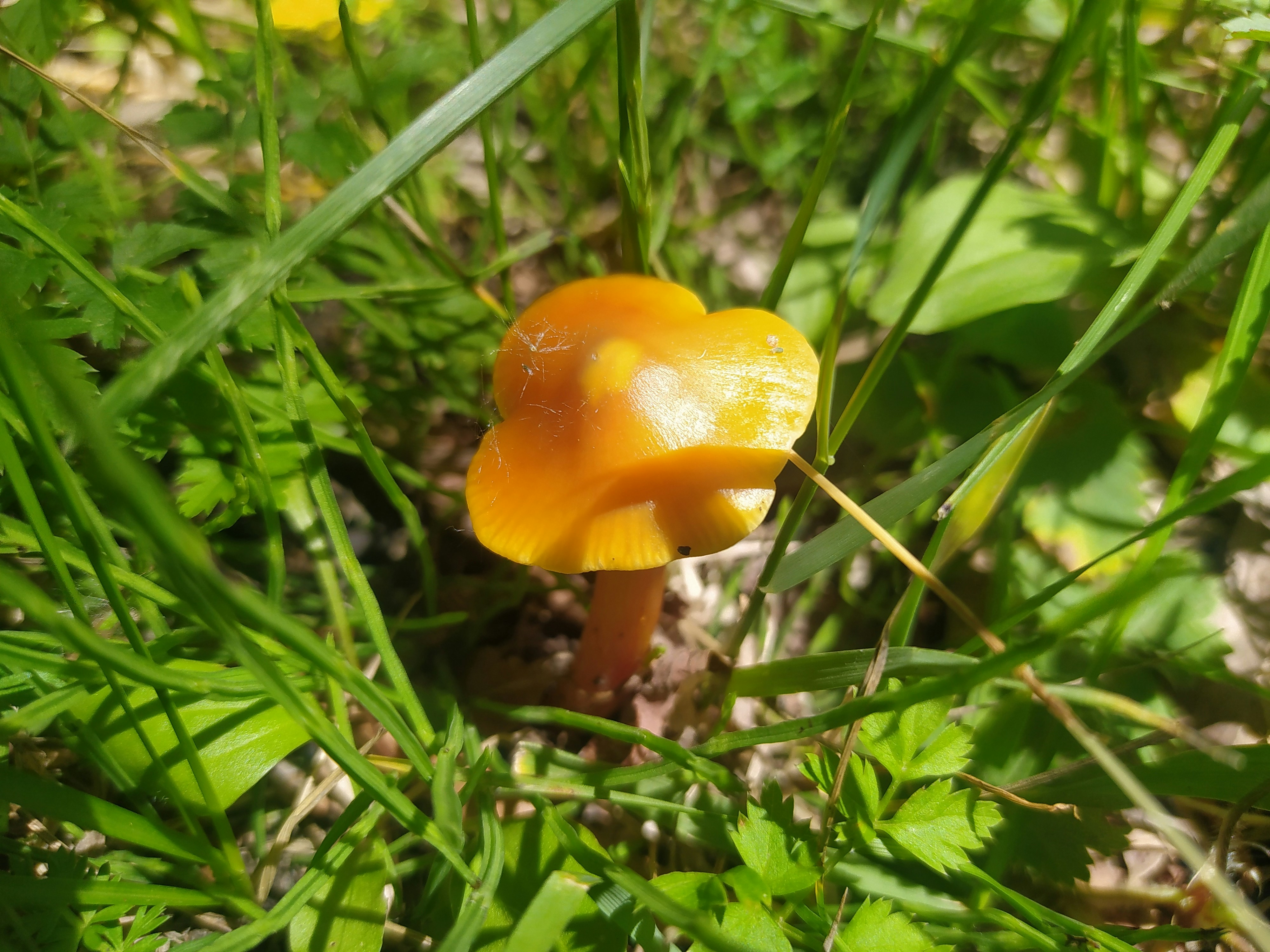 Un hongo amarillo que crece en la hierba foto – Imagen de Planta ...