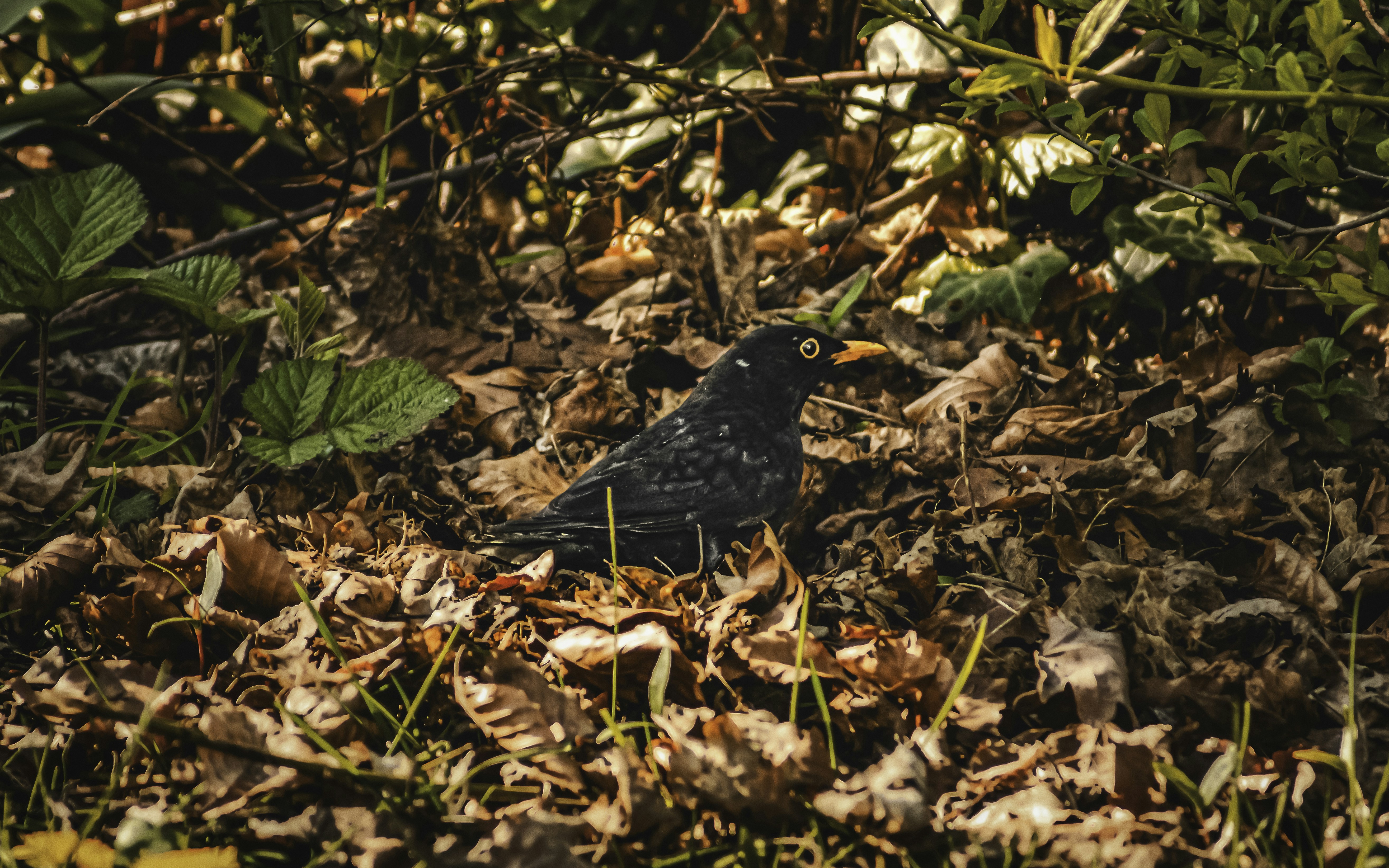 Leaf-Litter Sentinel: A Blackbird Quietly Watches the Autumn Floor
