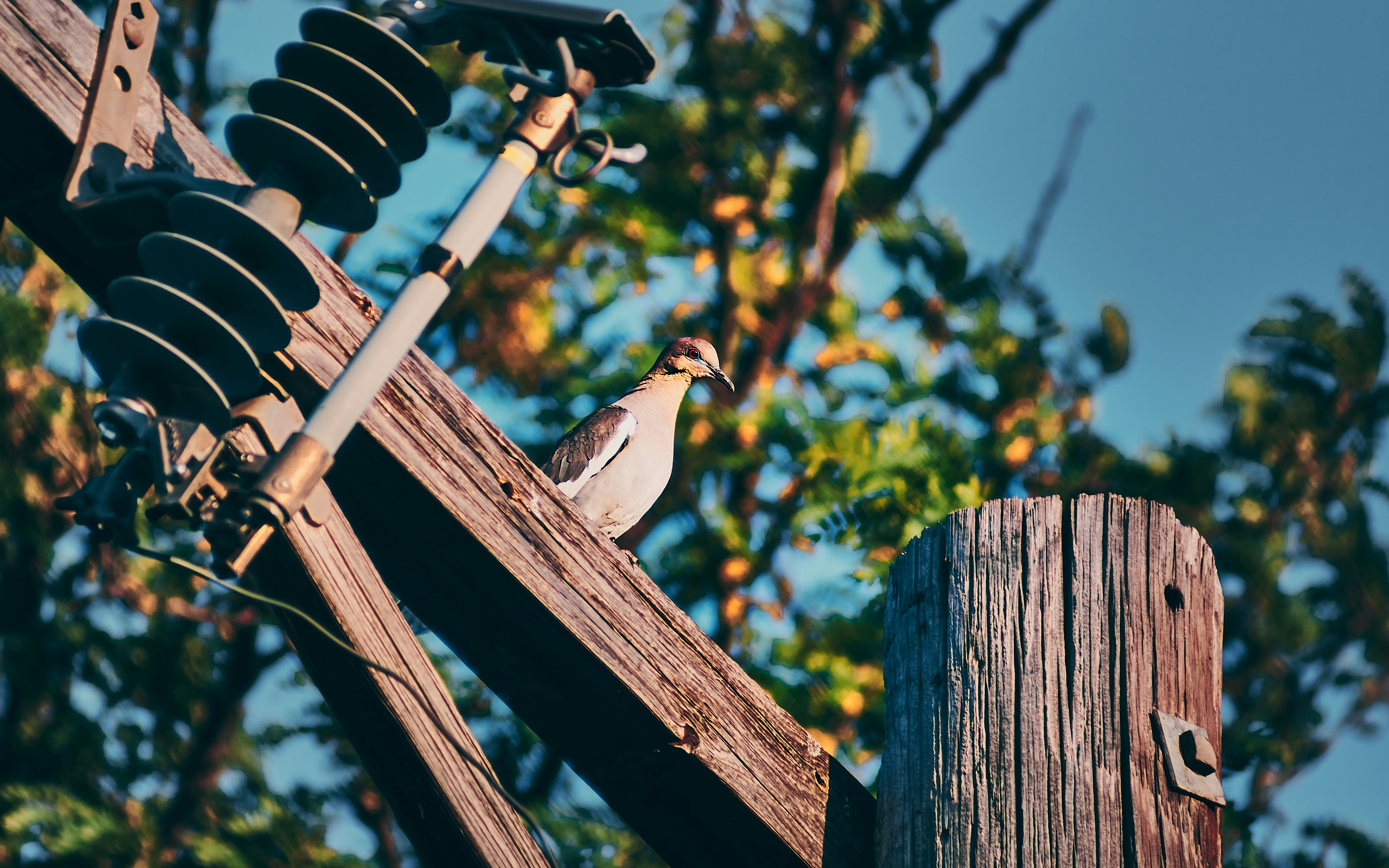 A mourning dove sitting on a telephone pole (May, 2022).