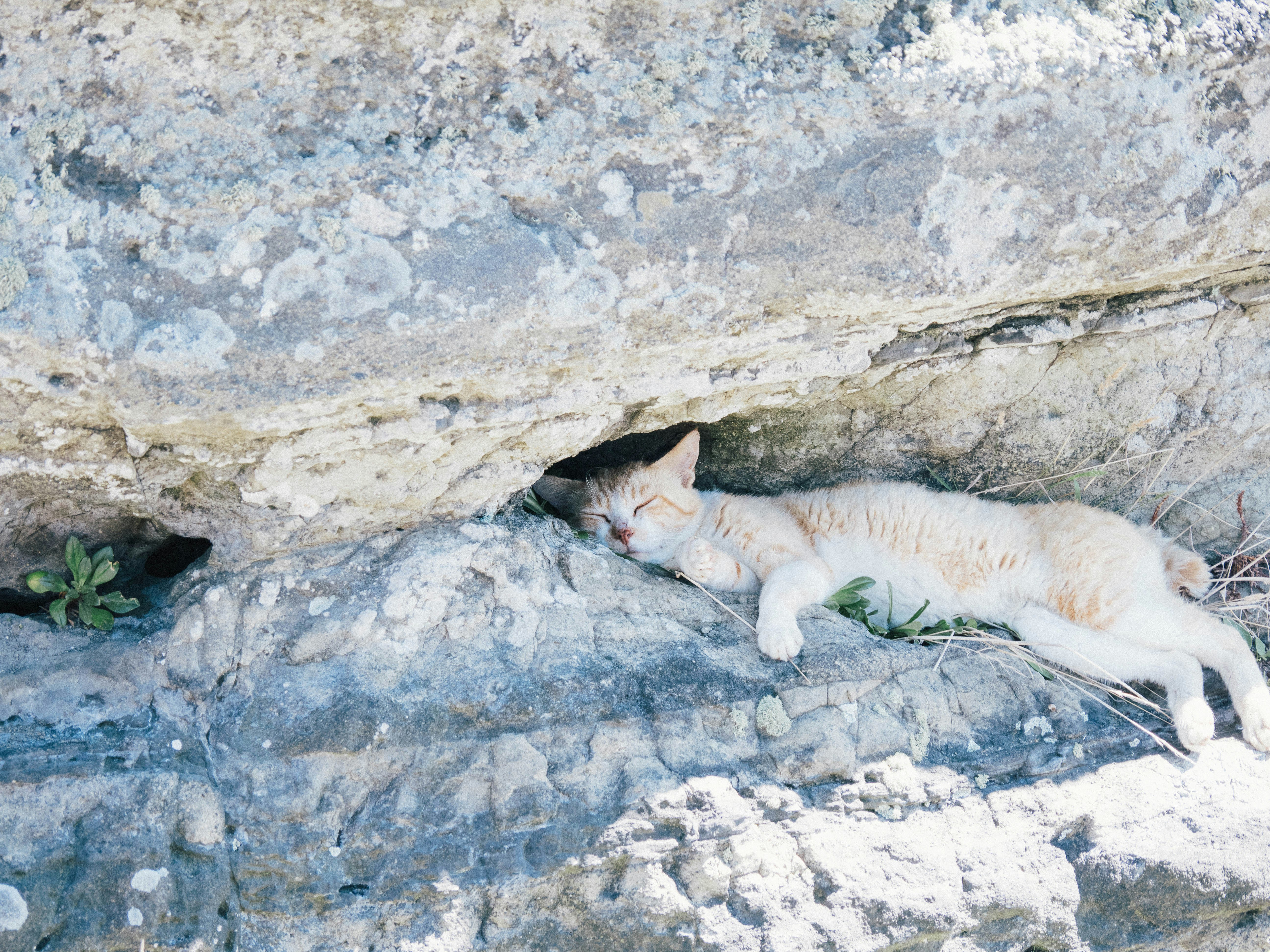 A ginger cat peacefully napping in a rocky crevice, surrounded by natural textures and soft greenery.