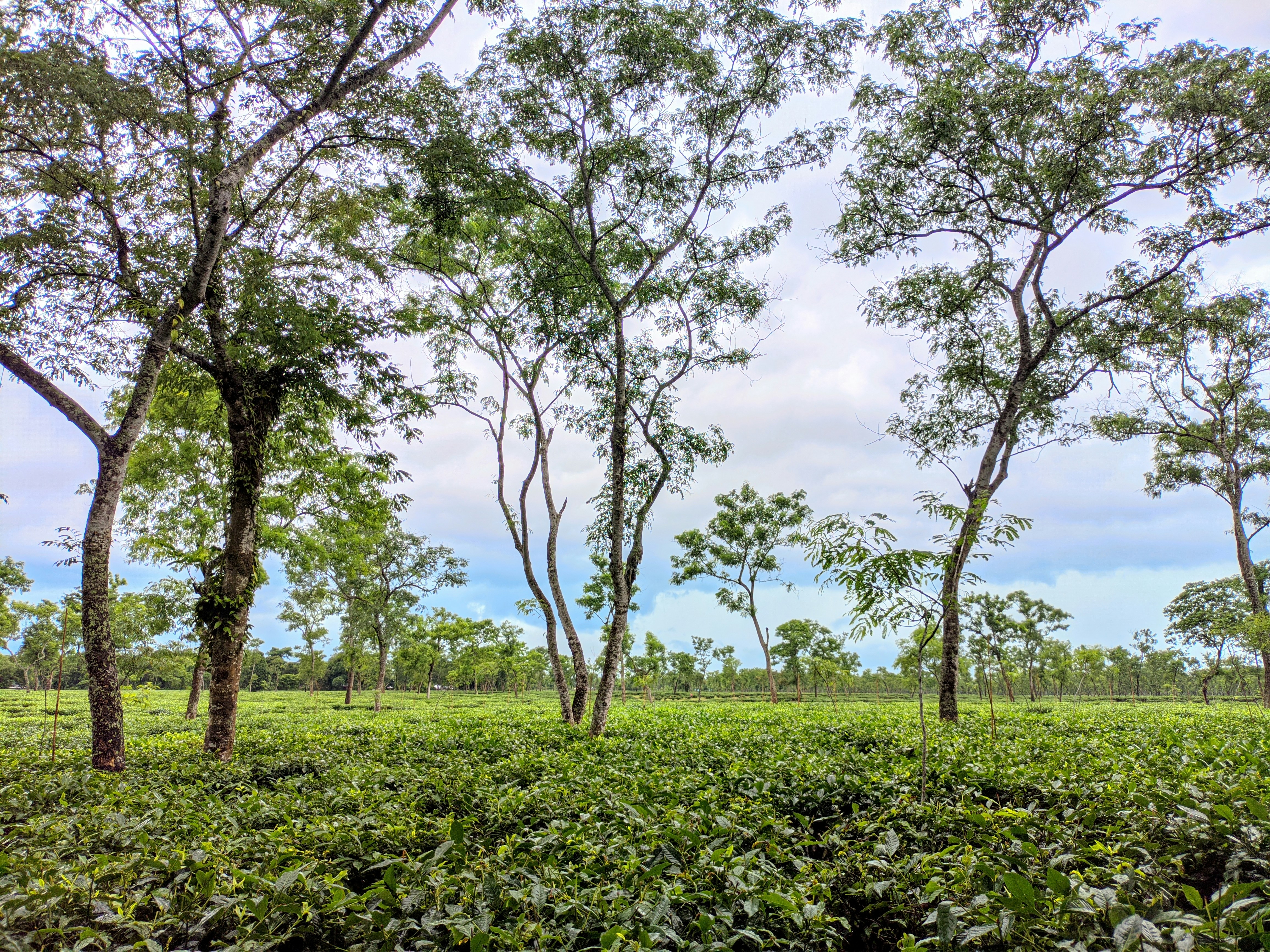 Un campo de plantas verdes con árboles foto – Imagen de Finlay Tea ...