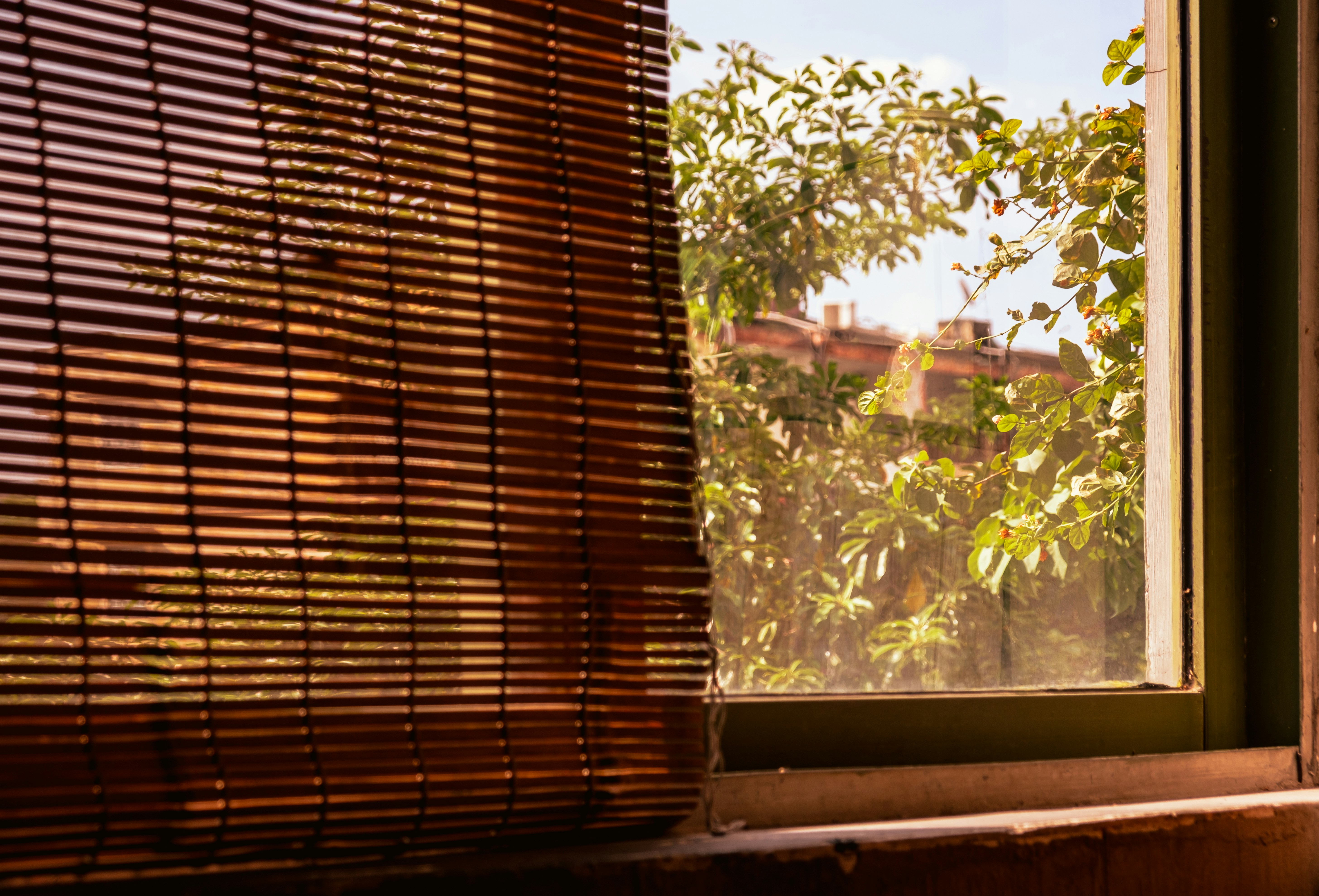 Sunlight in the Slats: A Quiet Window Garden