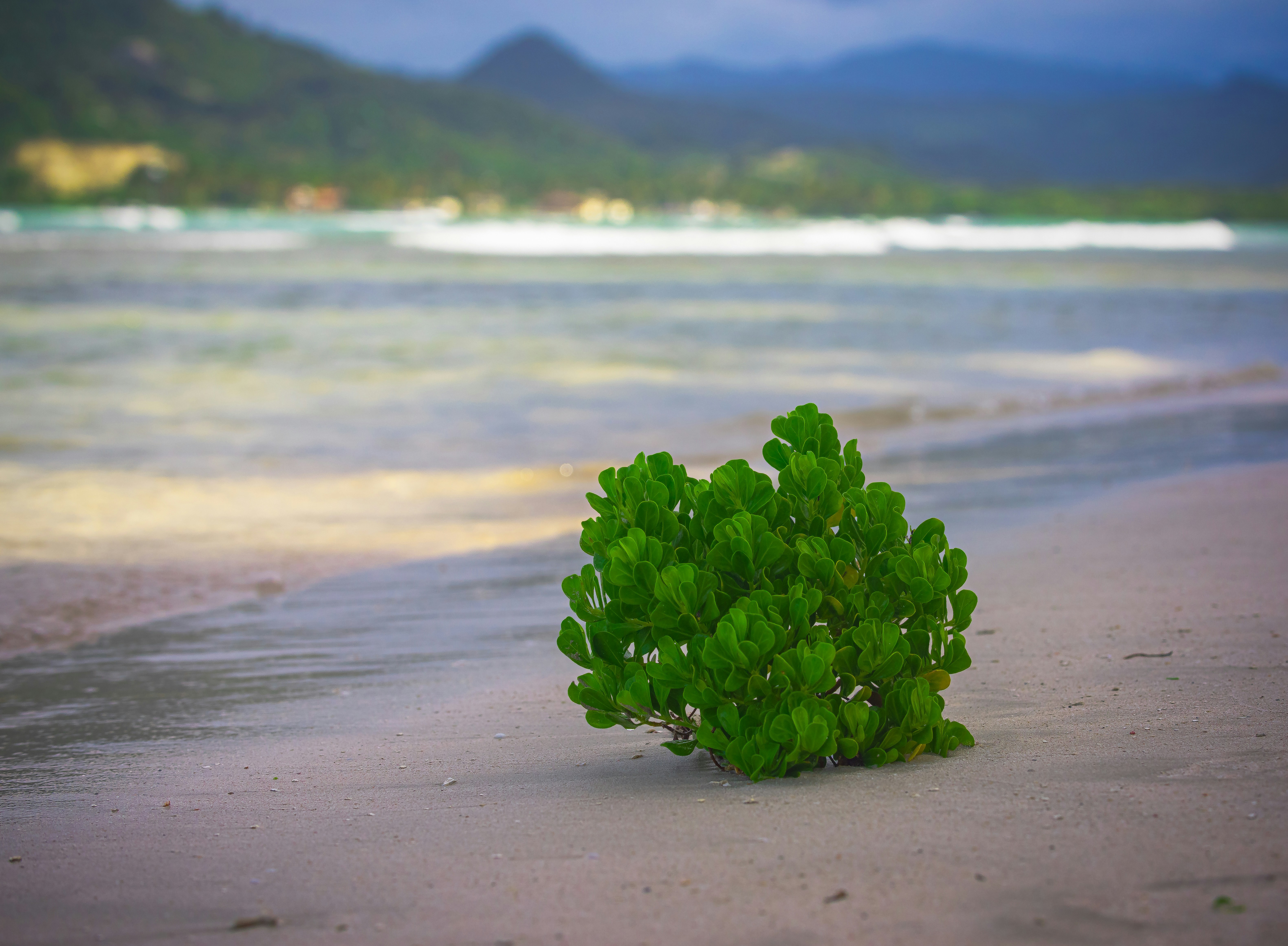 a small plant growing in the sand