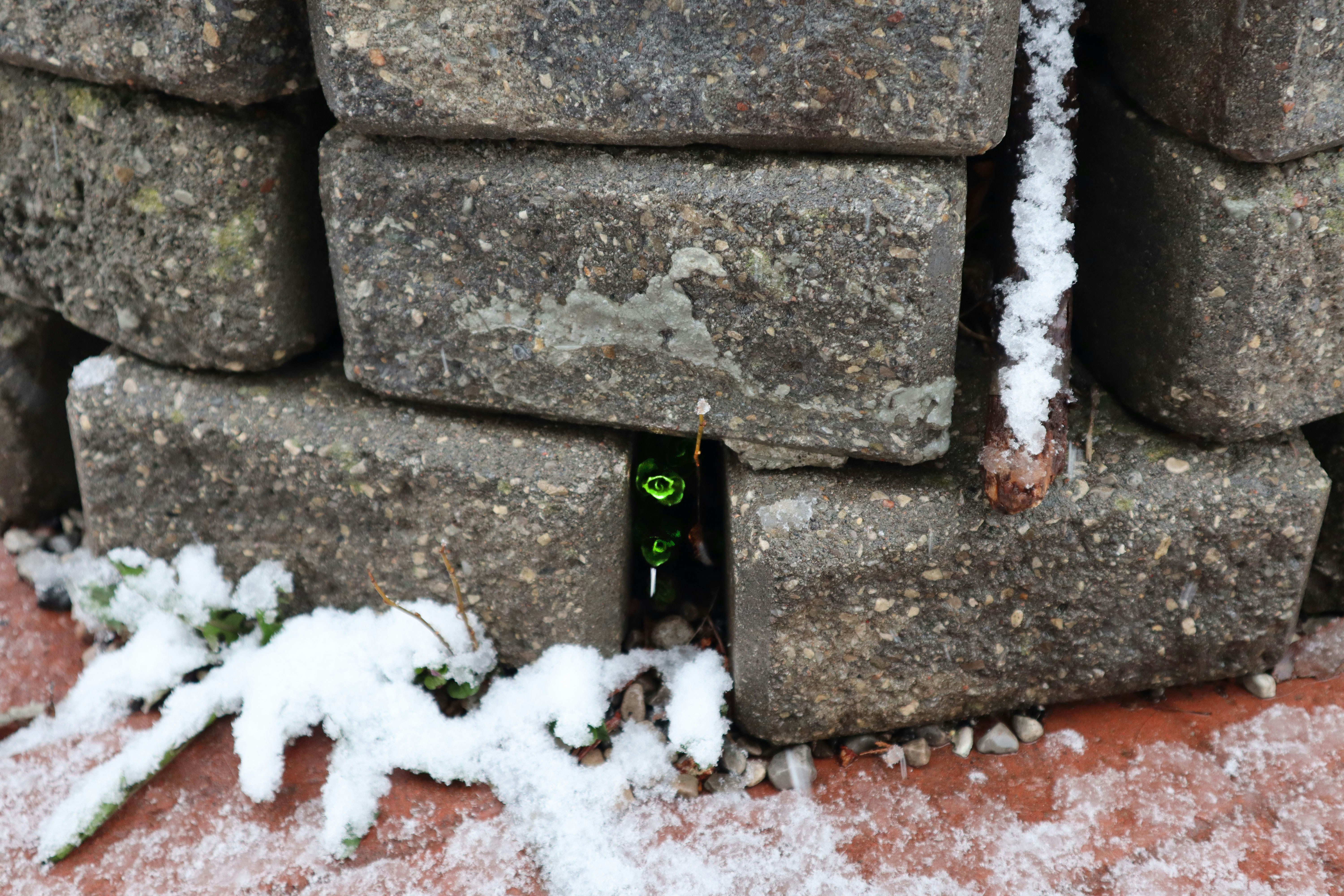 Emerald Gaze Through a Snow-Dusted Brick Crevice