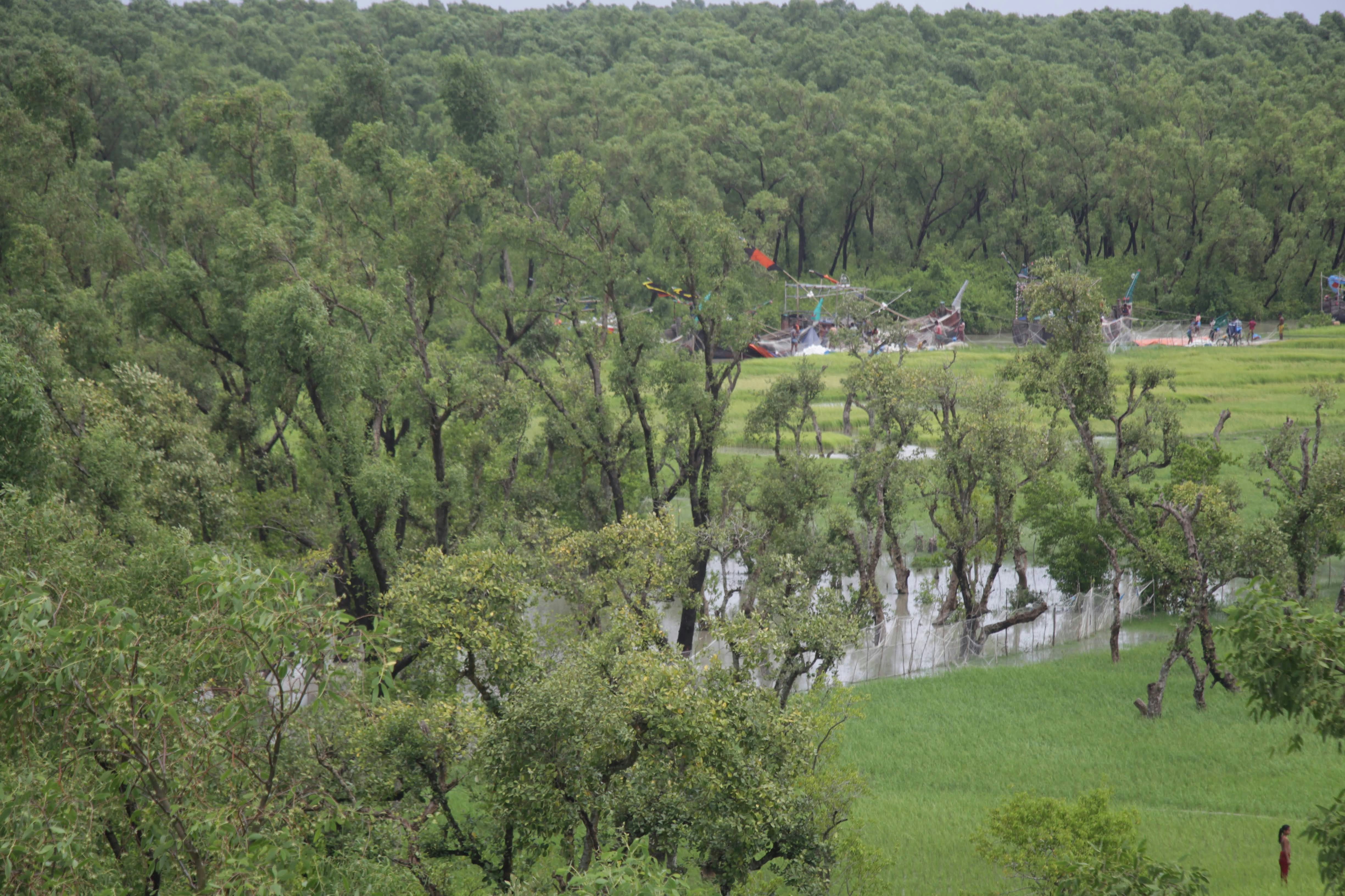 Kite Festival Amidst Verdant Woodlands