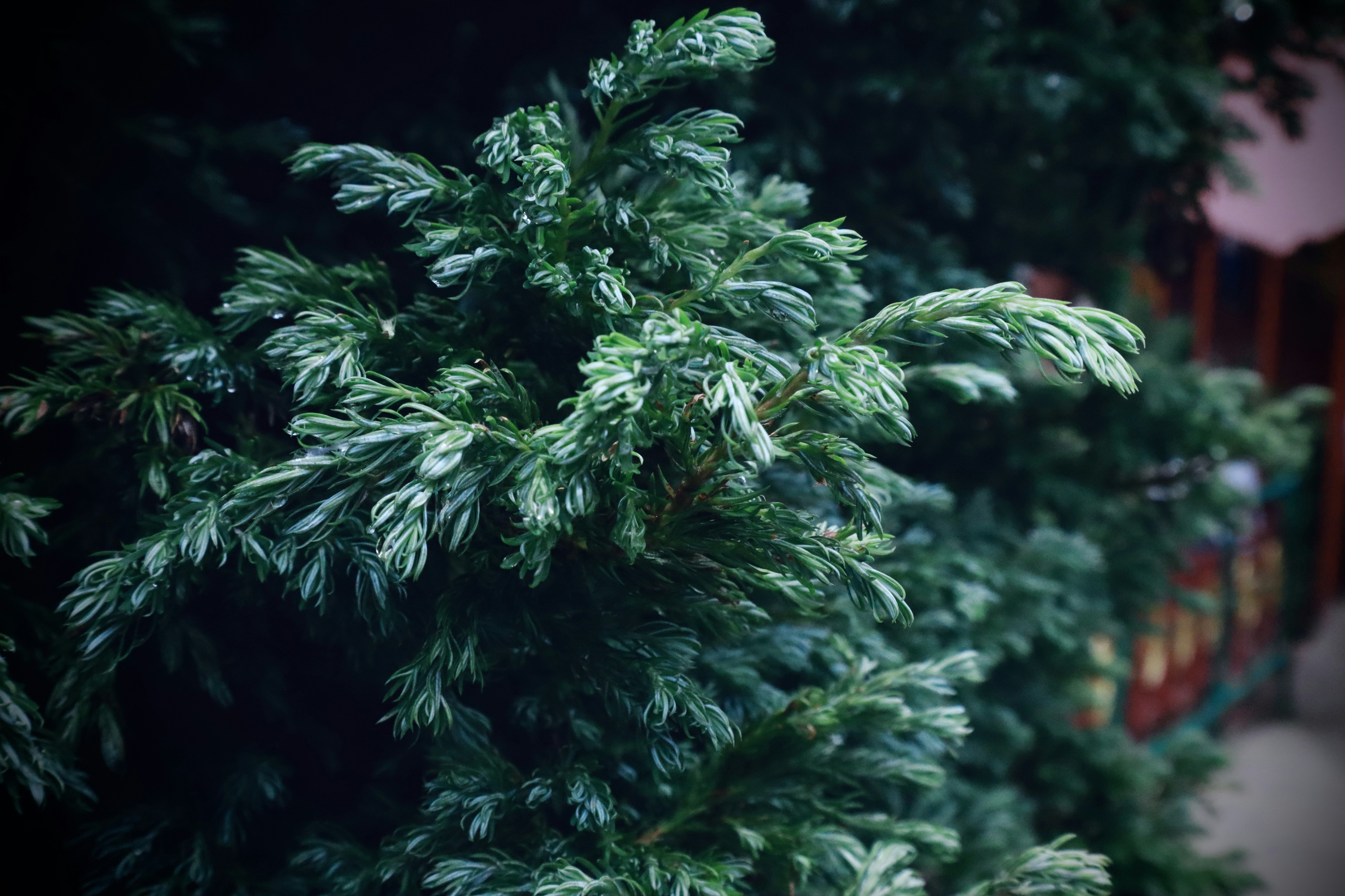 Needle Whispers: A Textured Close-Up of Conifer Foliage