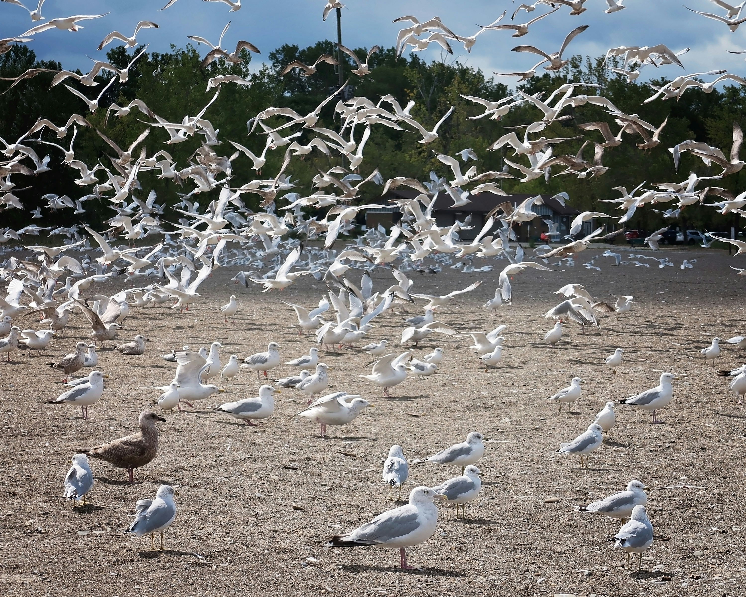 A flurry of seagulls takes to the sky above a sandy beach, with a few grounded birds observing the chaos below.