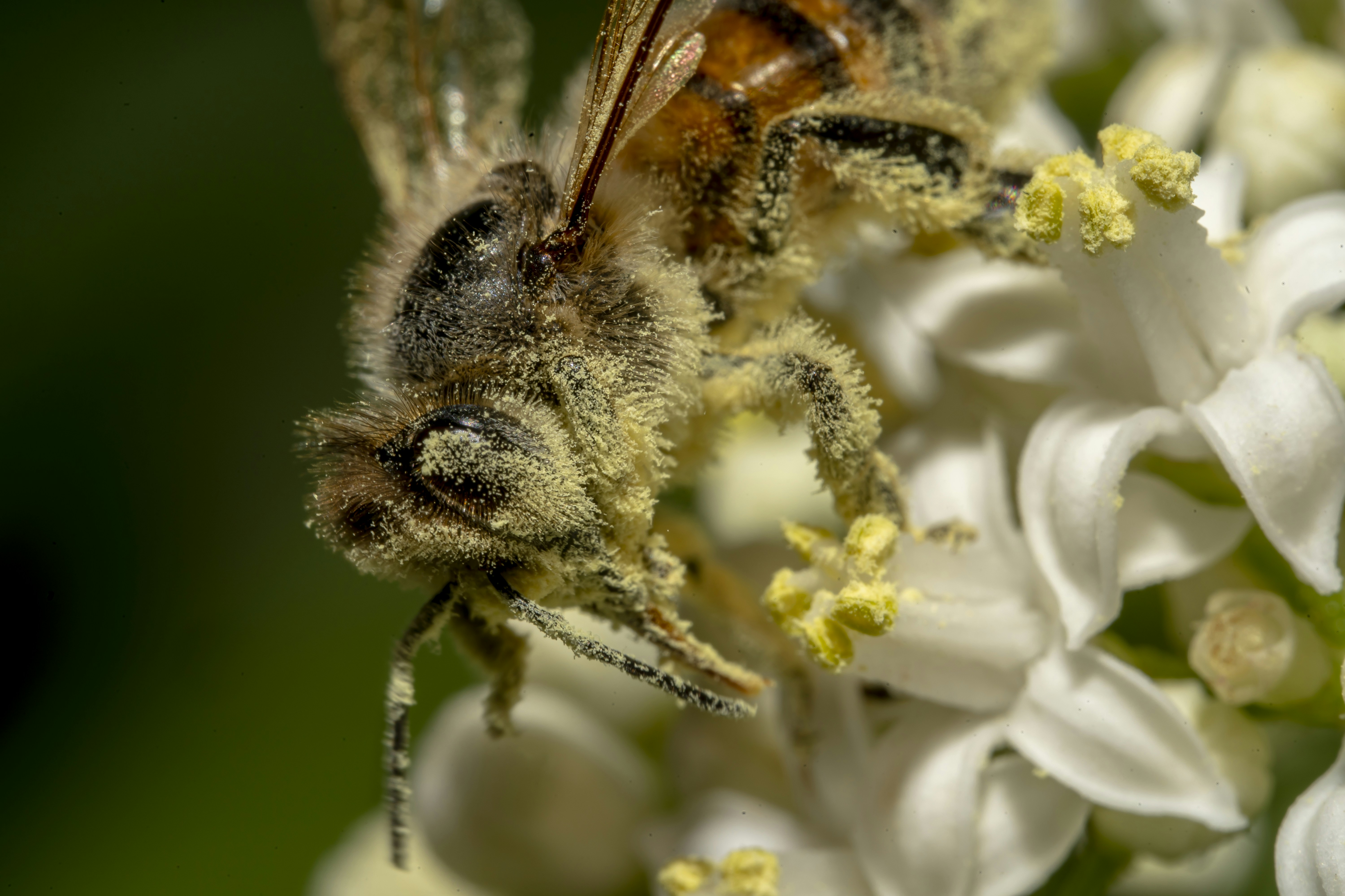 Pollen-Dusted Bee on White Blossoms: An Intimate Macro of Spring Pollination
