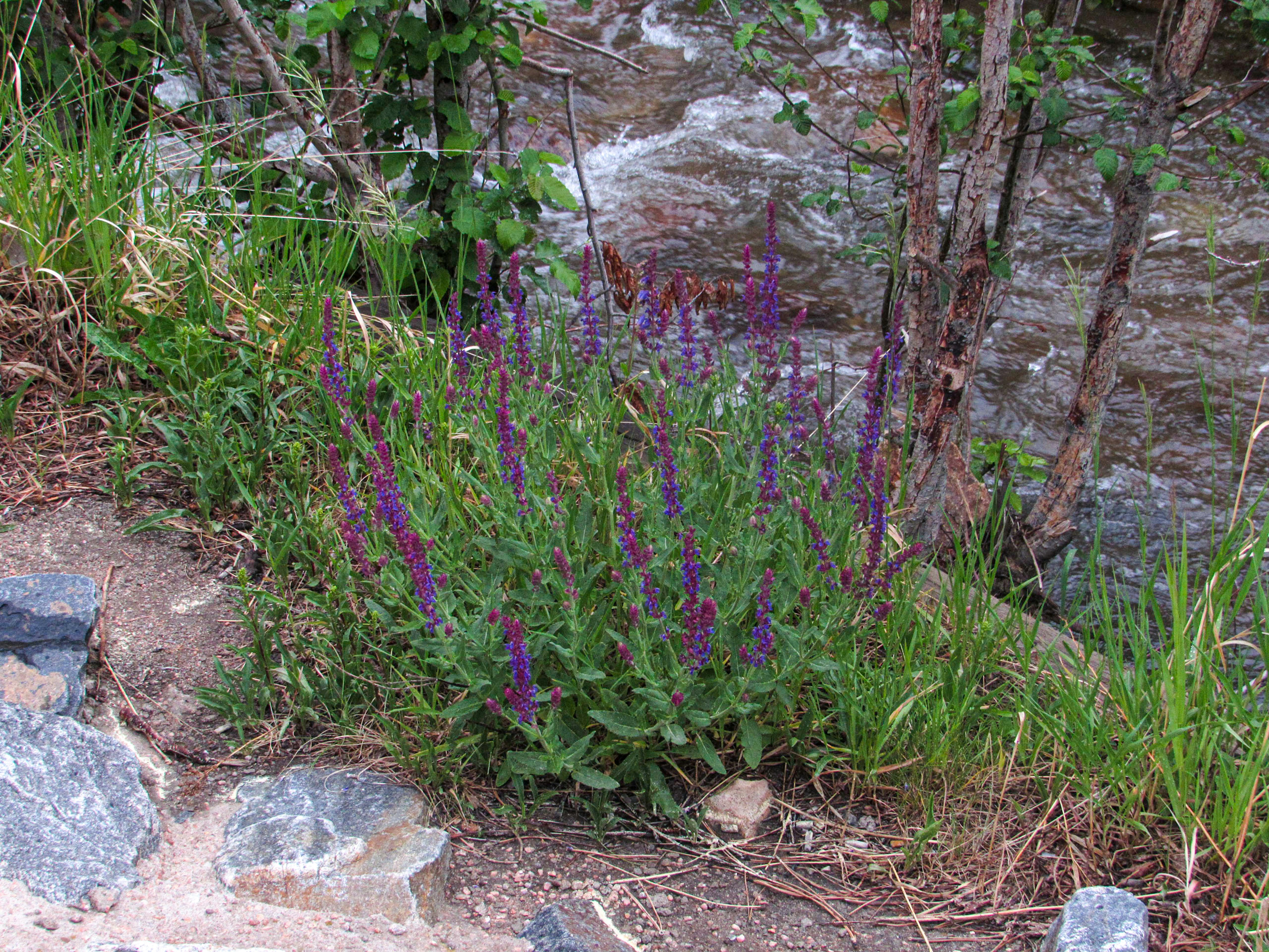 a purple flower in a garden