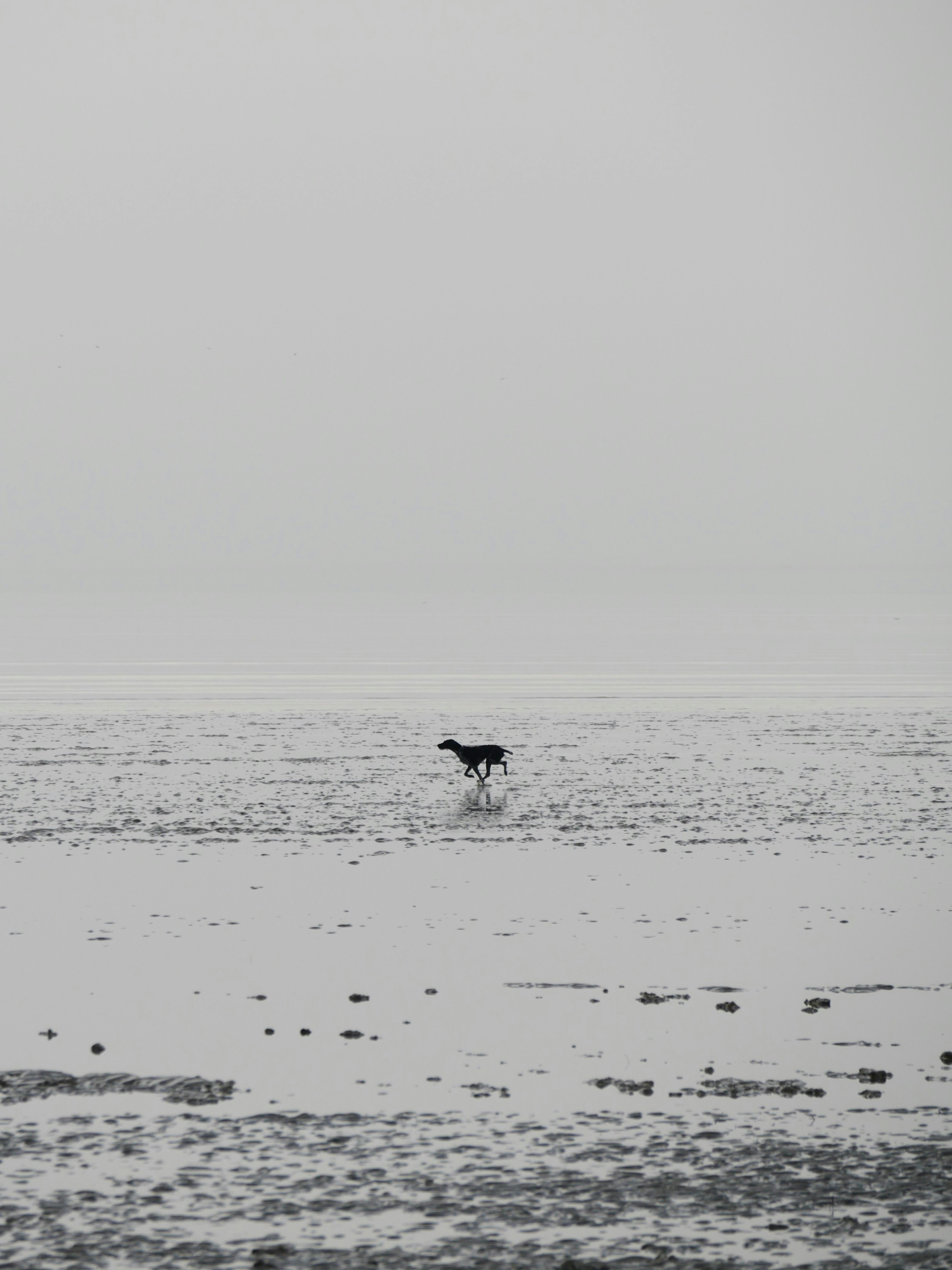 A black dog running across a desolate tidal flat shrouded in mist, evoking a sense of freedom and exploration.