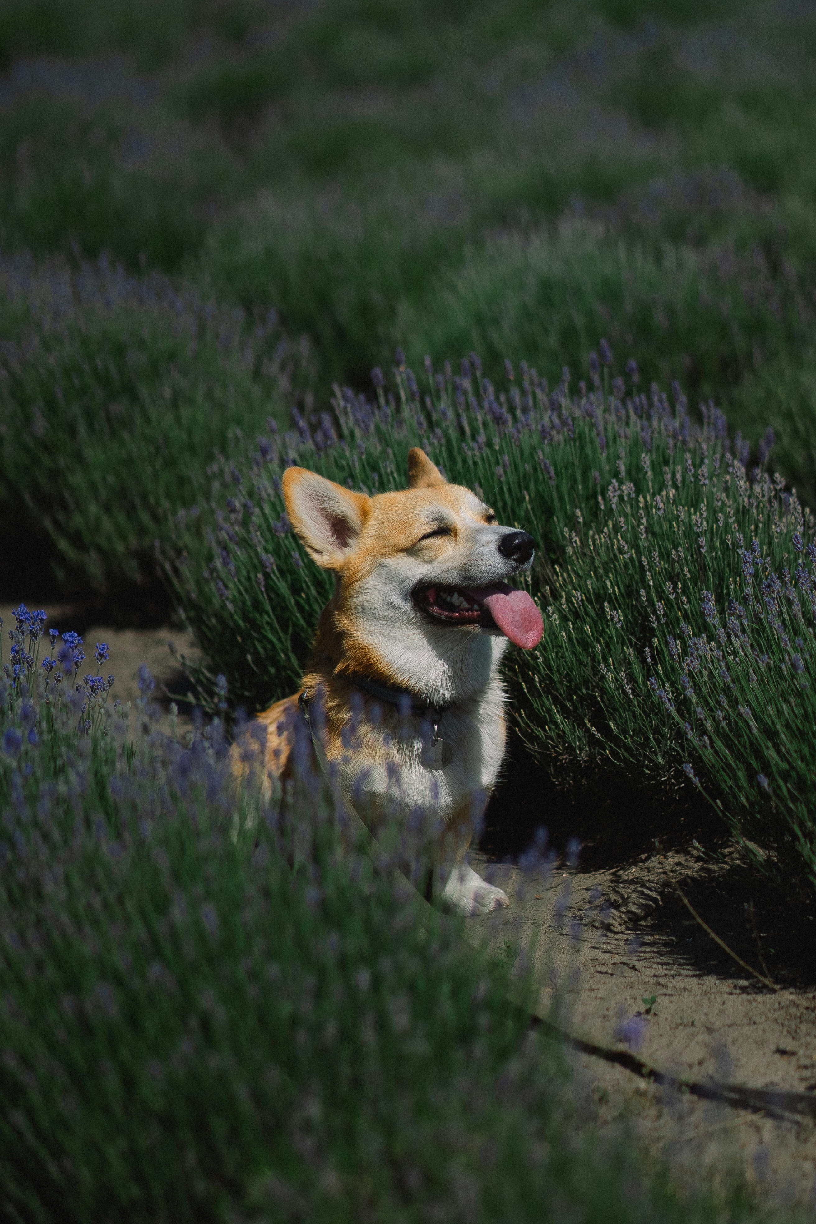 Sunlit Corgi Among Lavender Blooms