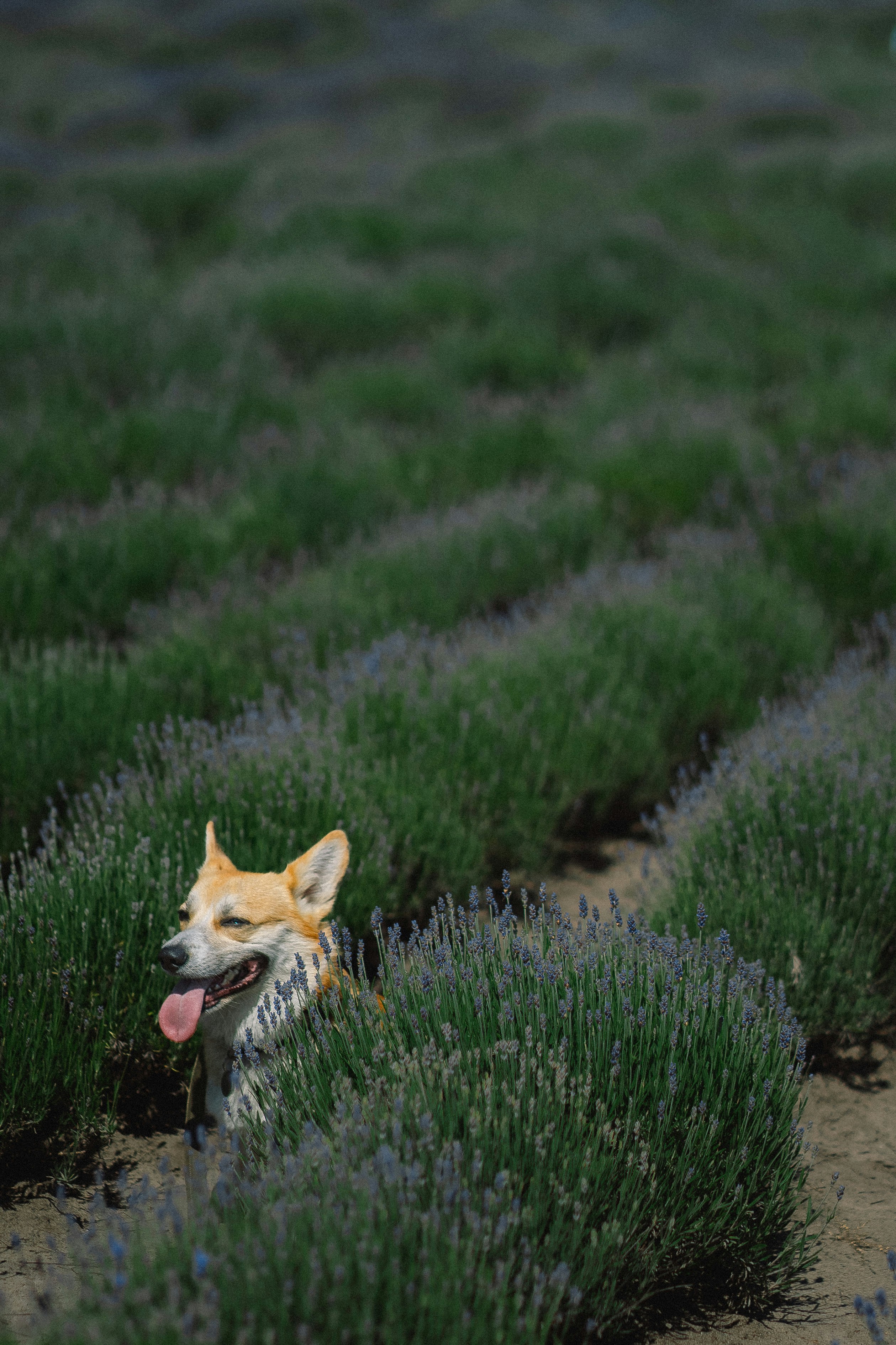 Corgi in Lavender Rows: A Playful Glimpse Between Purple Furrows